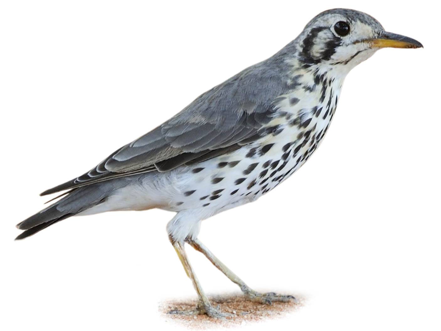Groundscraper Thrush (Turdus litsitsirupa) identification - Birda