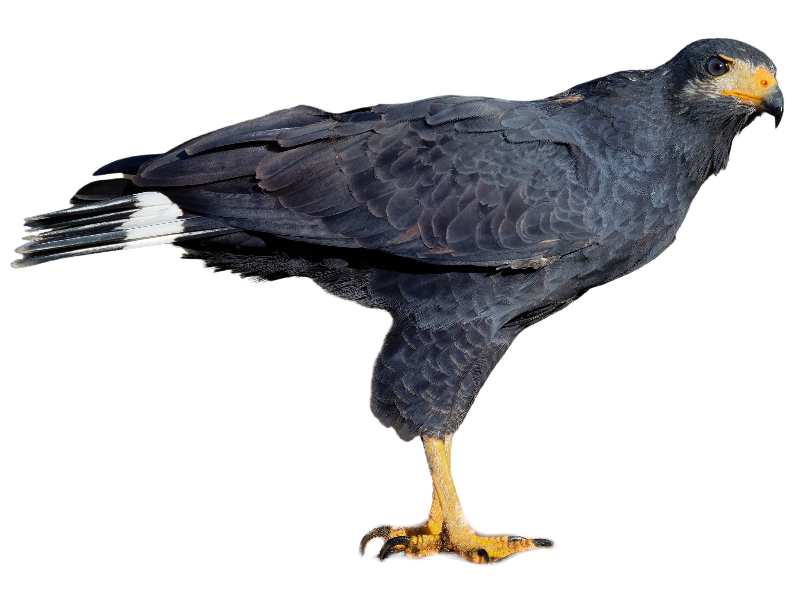 Common Black Hawk (Buteogallus anthracinus) identification - Birda