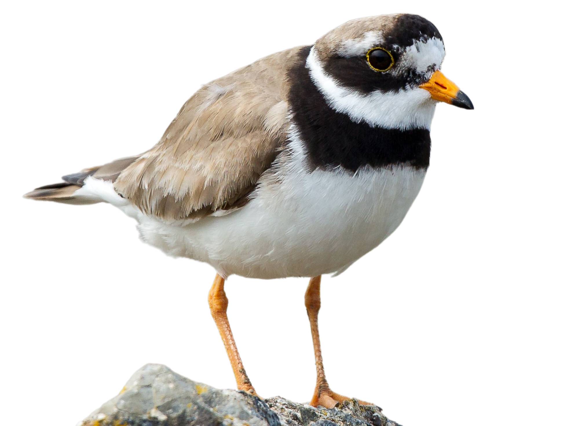 Common Ringed Plover (Charadrius hiaticula) identification - Birda