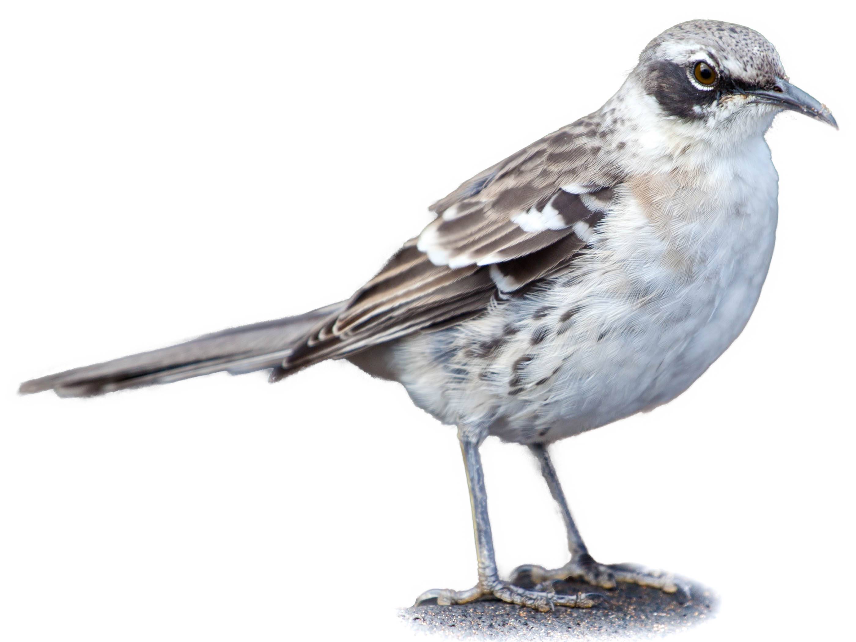 Galapagos Mockingbird (Mimus parvulus) identification - Birda