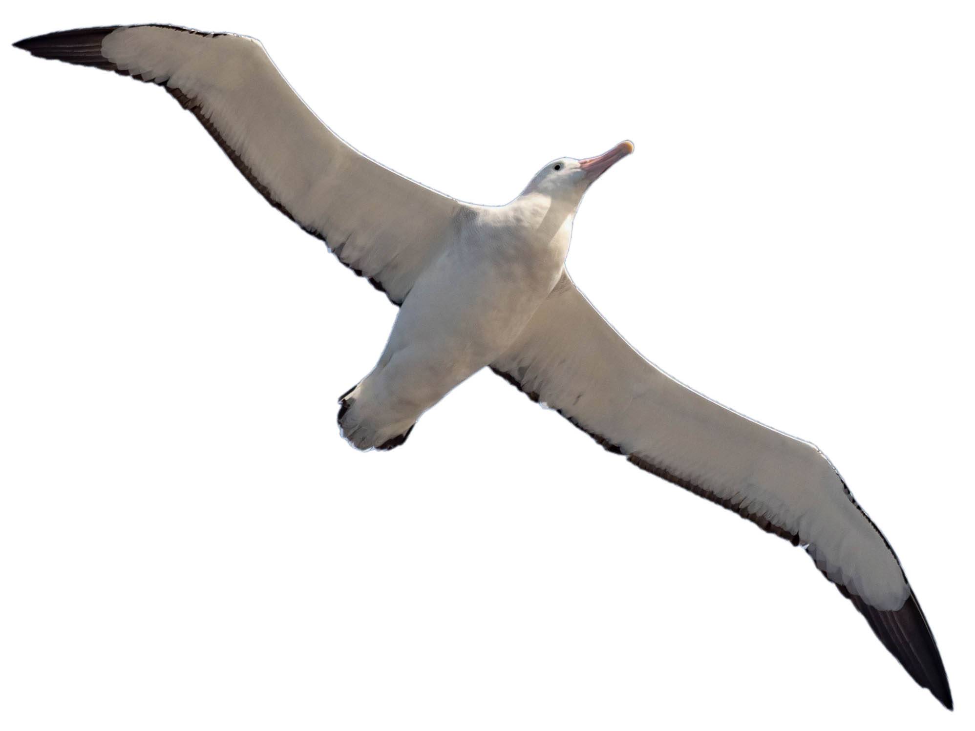 Snowy Albatross (Diomedea exulans) identification - Birda