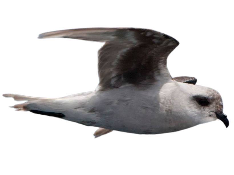 Fork-tailed Storm Petrel (Hydrobates furcatus) identification - Birda