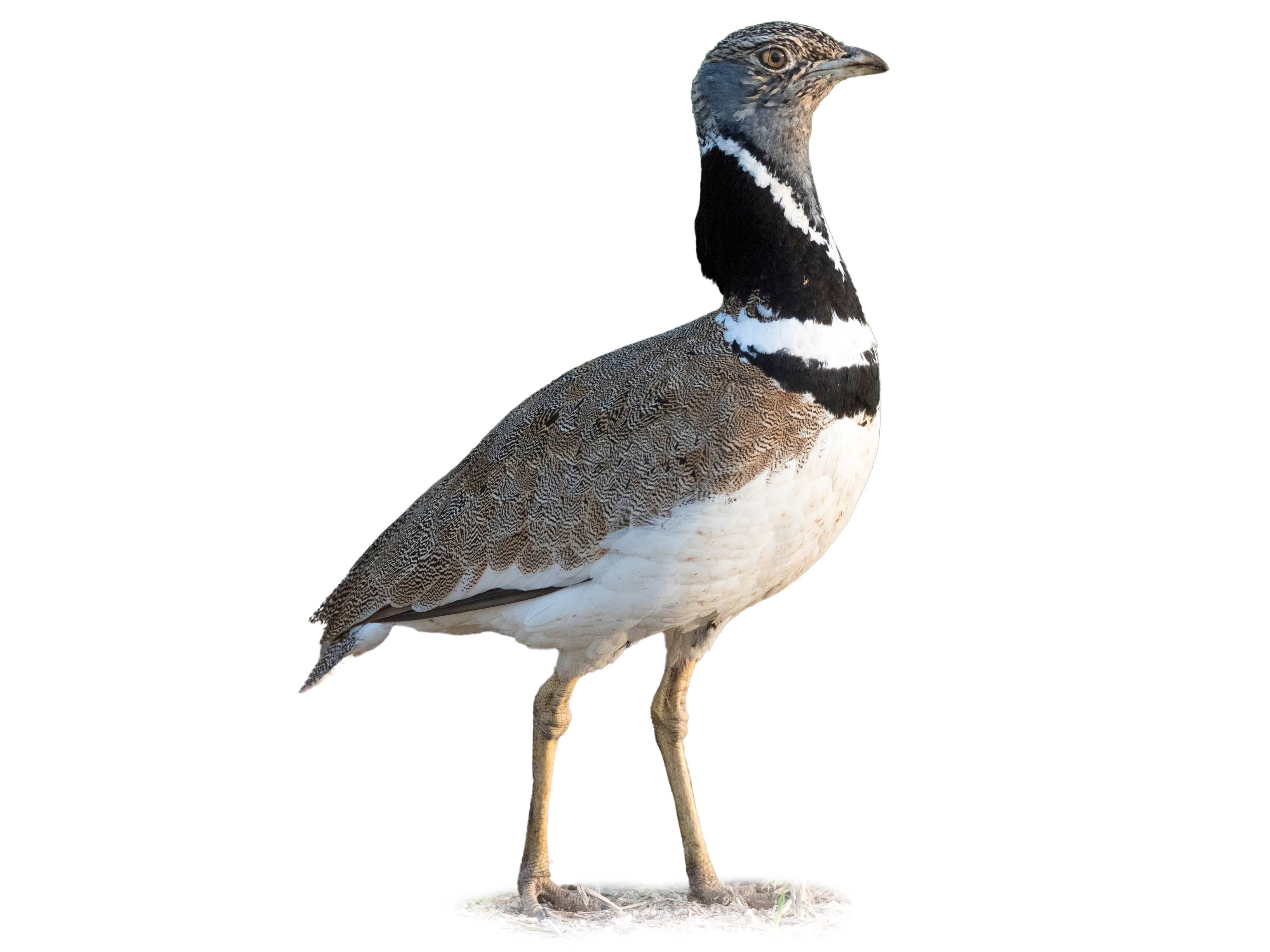 Little Bustard (Tetrax tetrax) identification - Birda