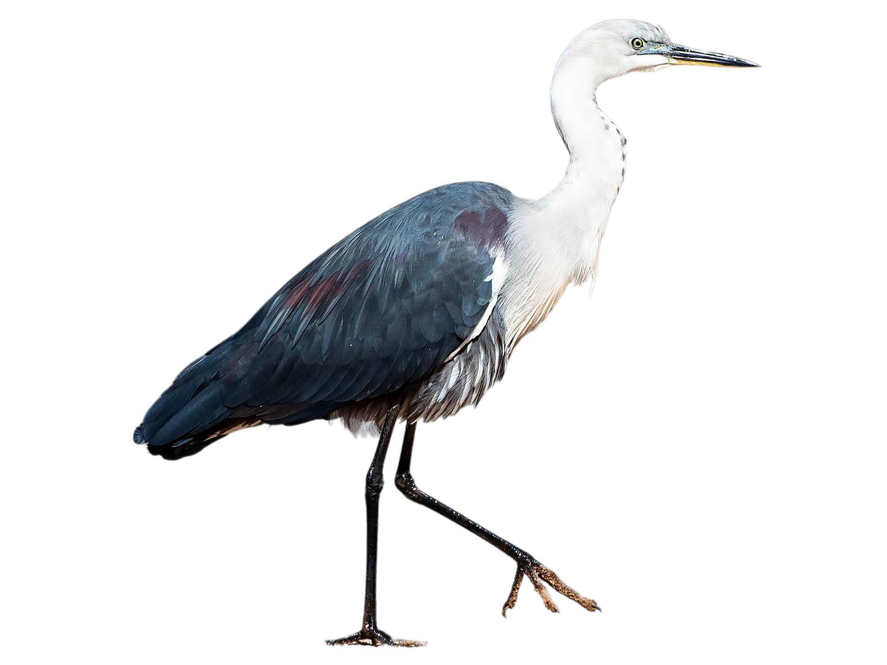 White-necked Heron (Ardea pacifica) identification - Birda