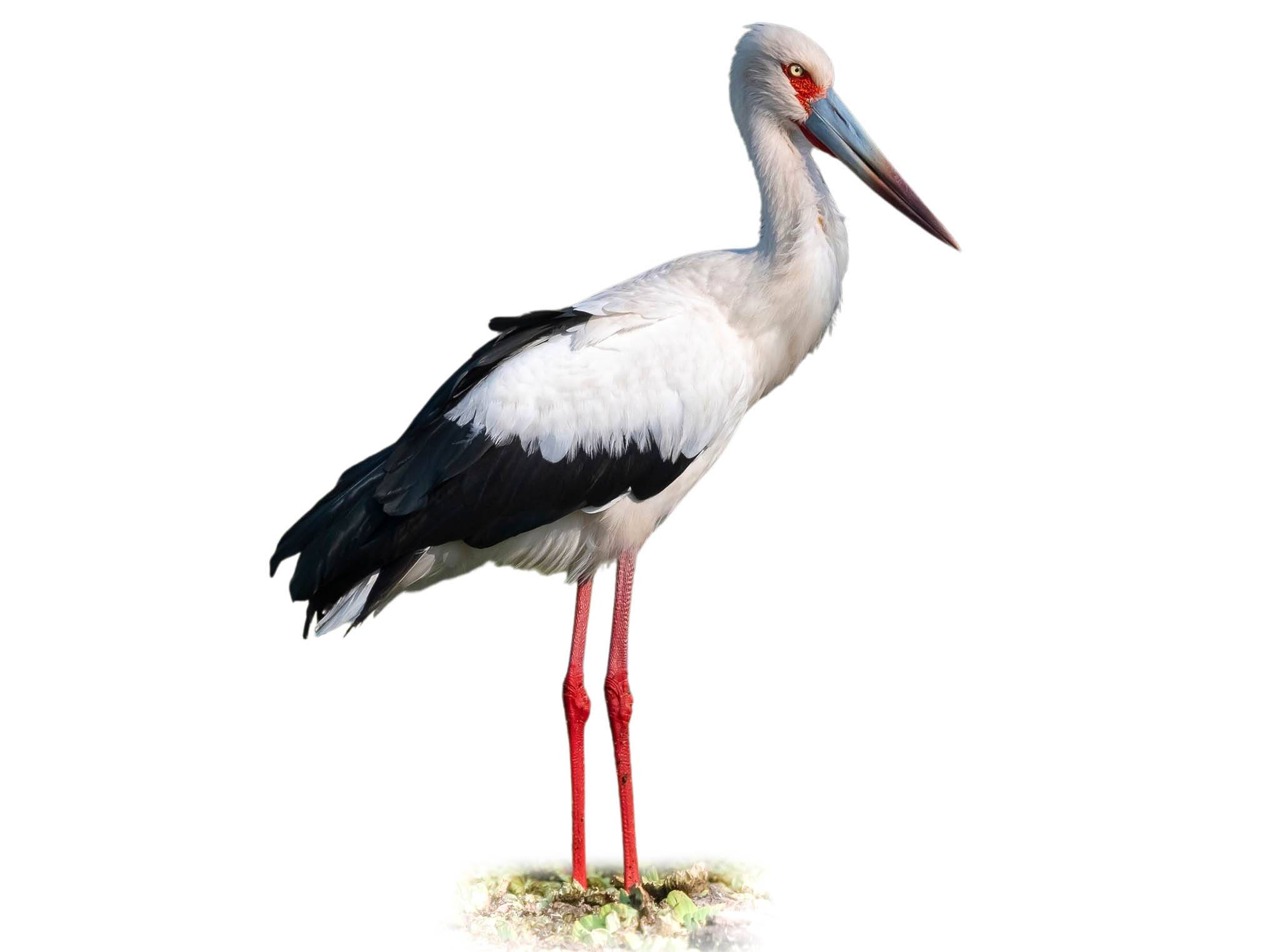 Maguari Stork (Ciconia maguari) identification - Birda
