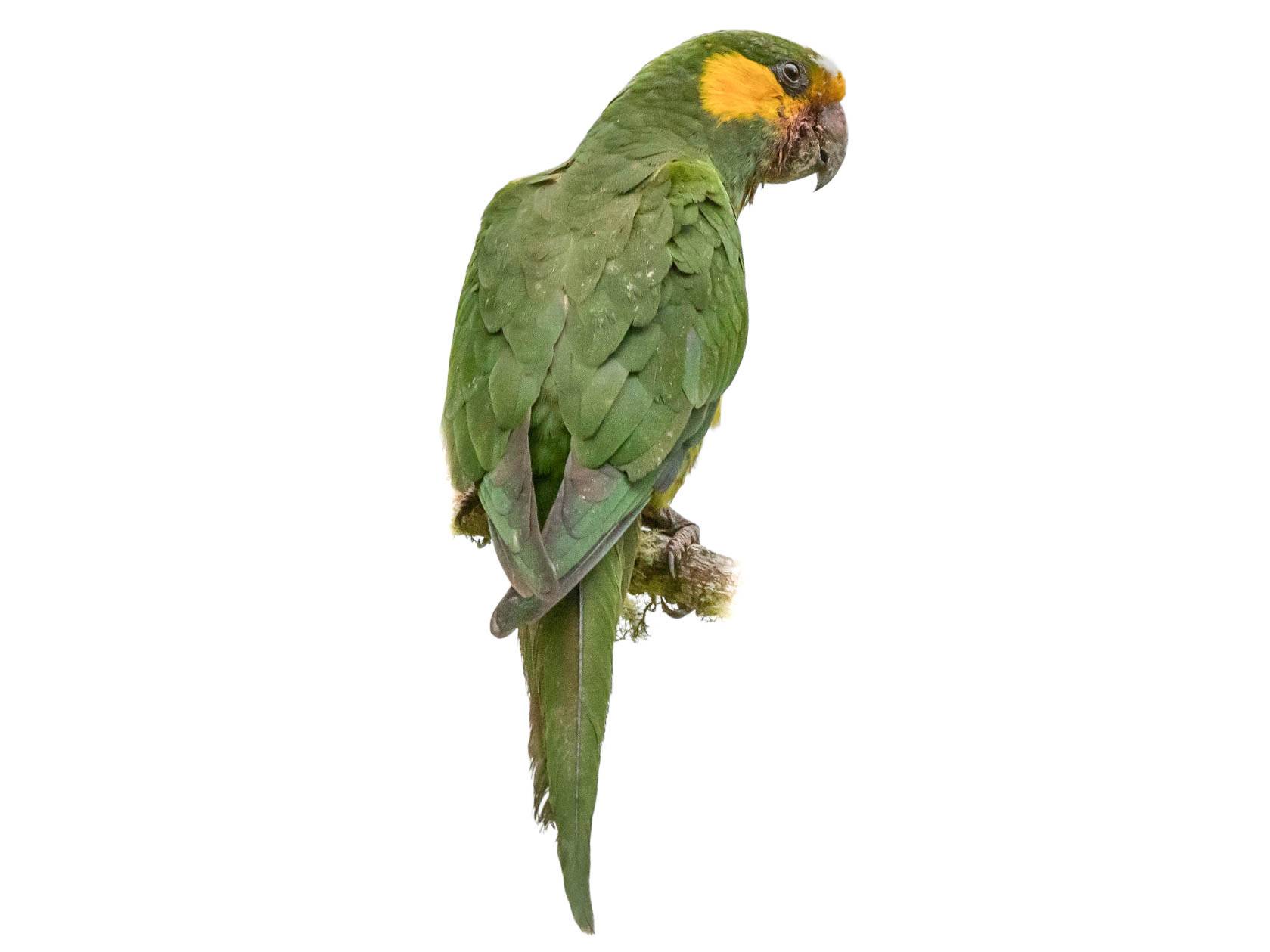 Yellow-eared Parrot (Ognorhynchus icterotis) identification - Birda