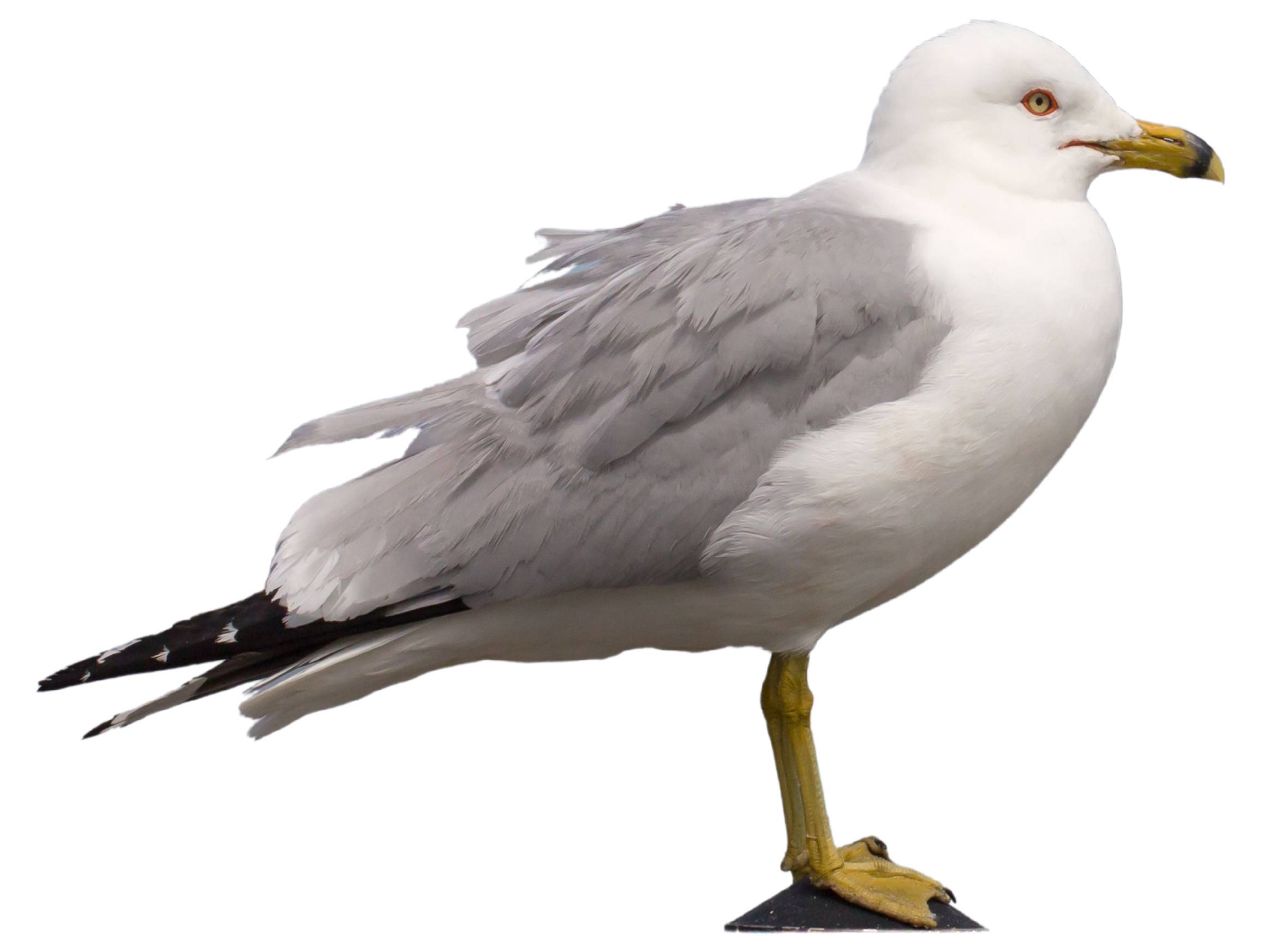 Ring-billed Gull (Larus delawarensis) identification - Birda
