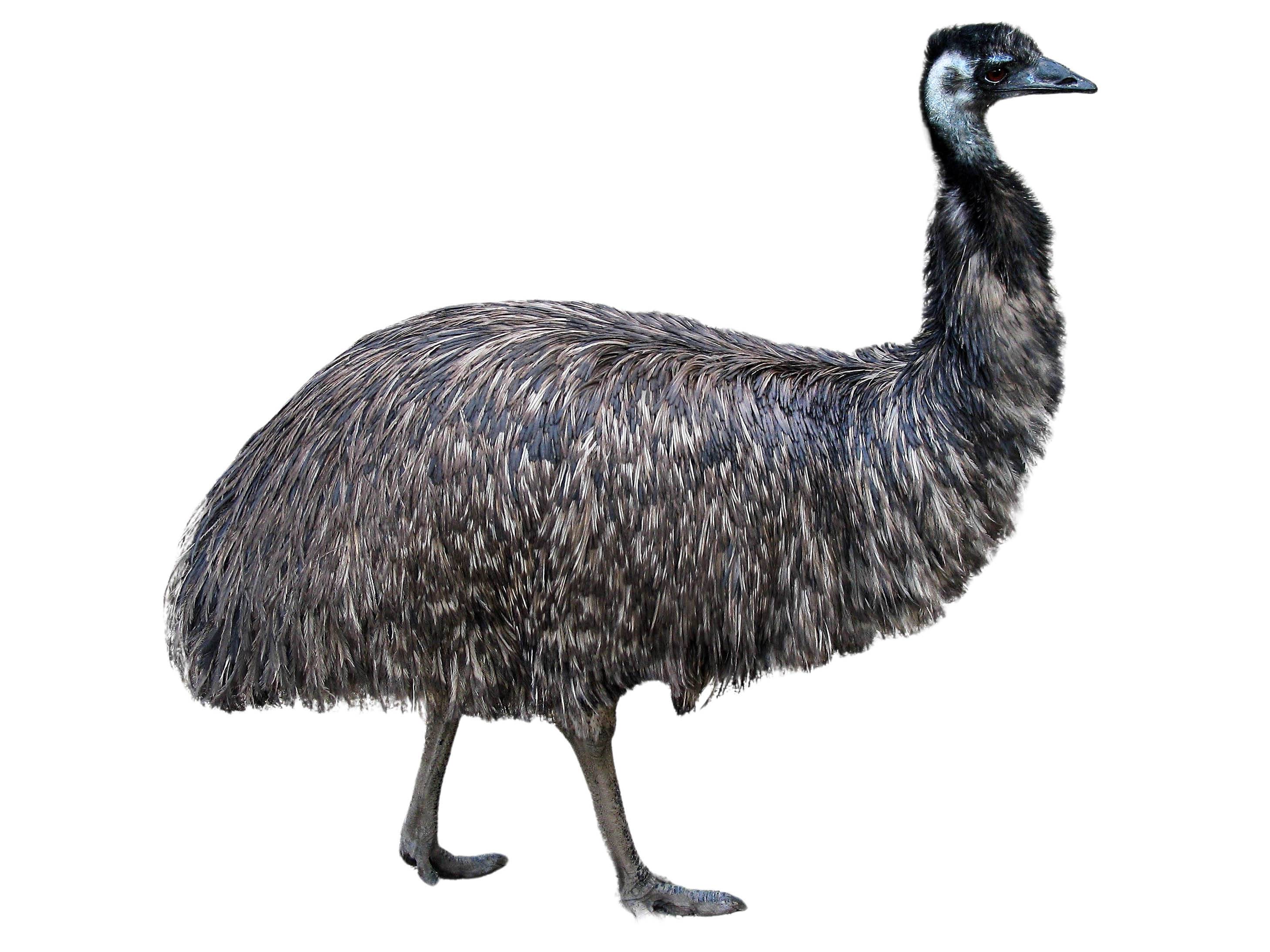 Emu (Dromaius novaehollandiae) identification - Birda