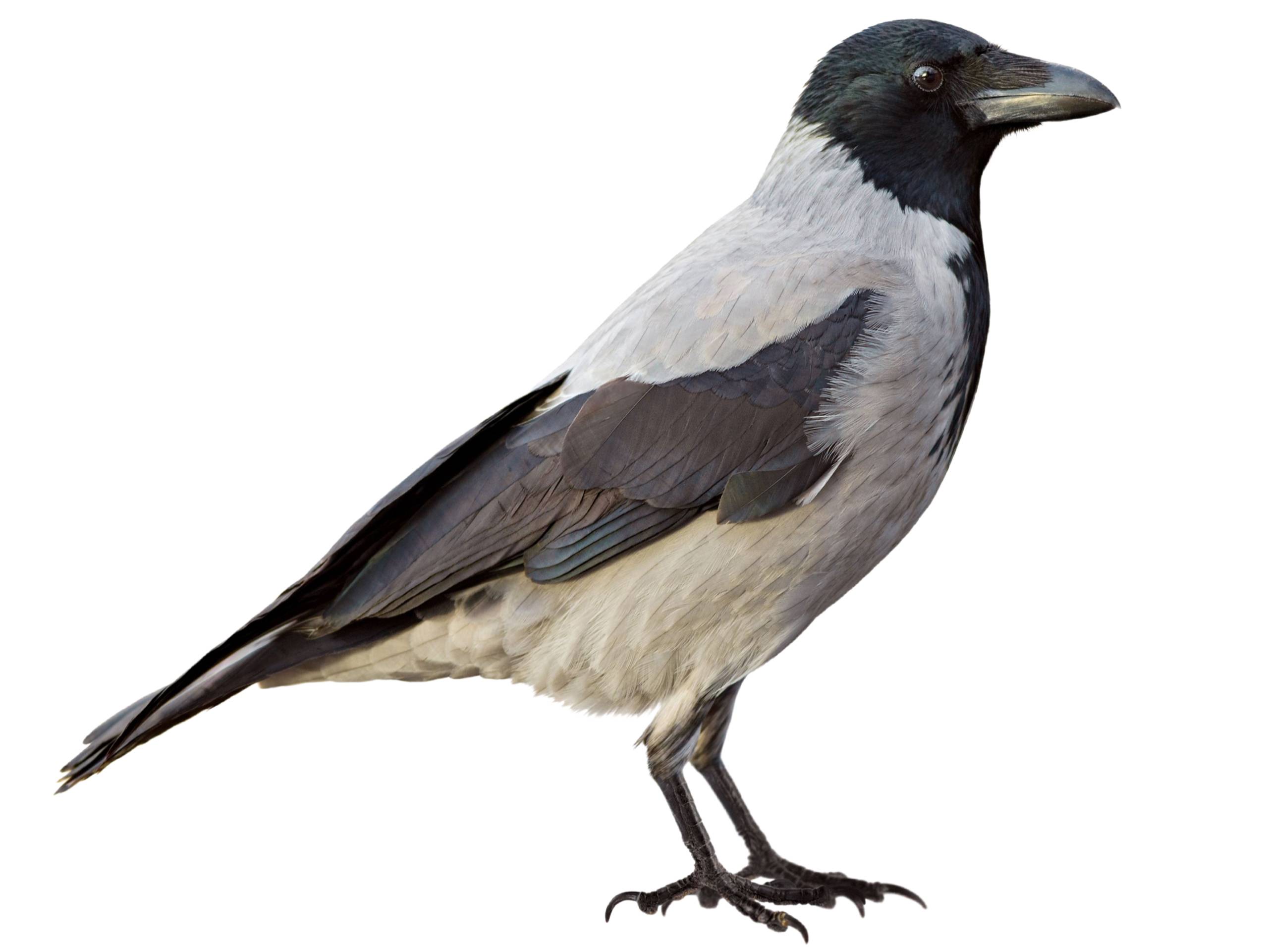 Hooded Crow (Corvus cornix) identification - Birda