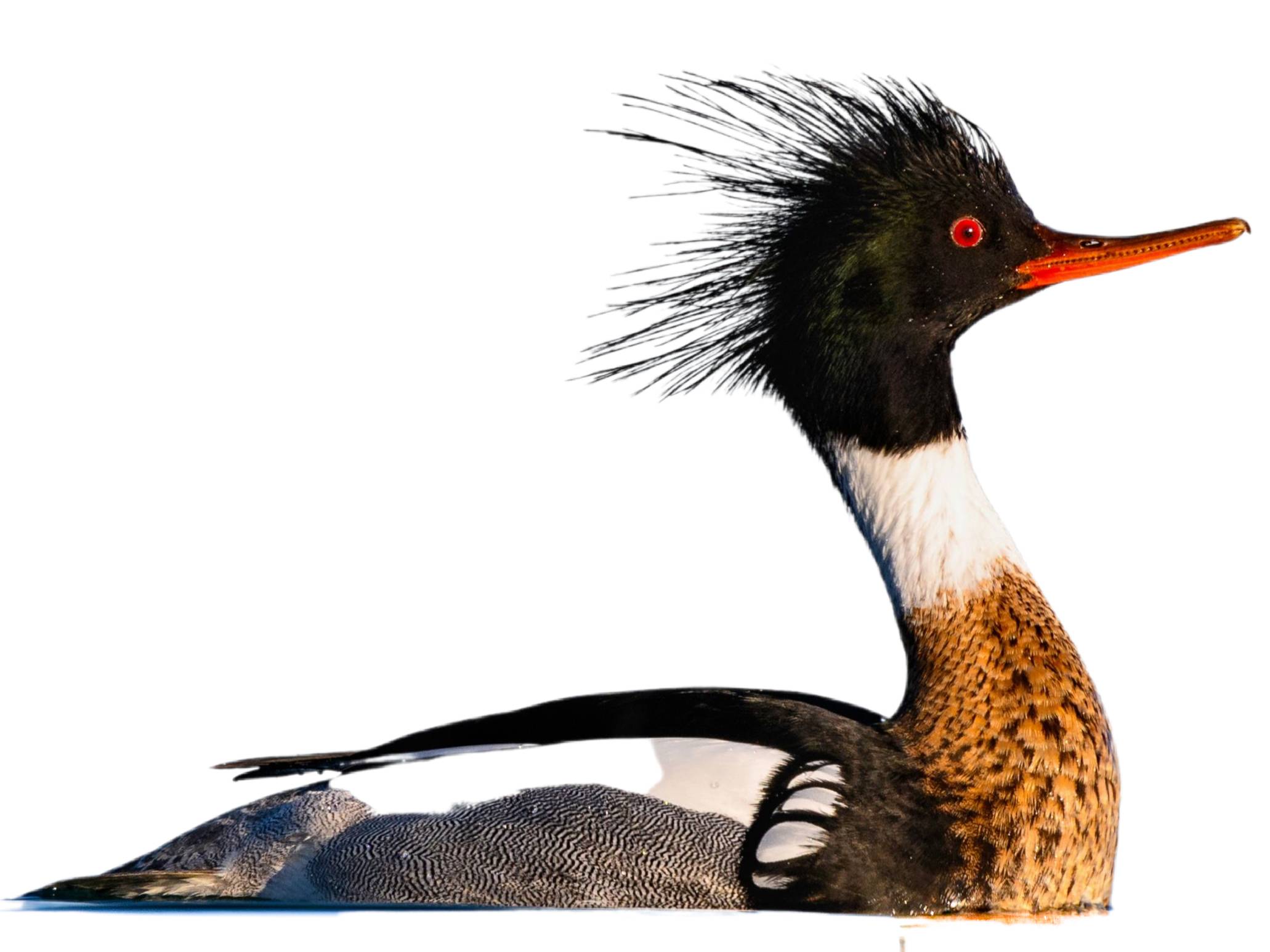 Red-breasted Merganser (Mergus serrator) identification - Birda