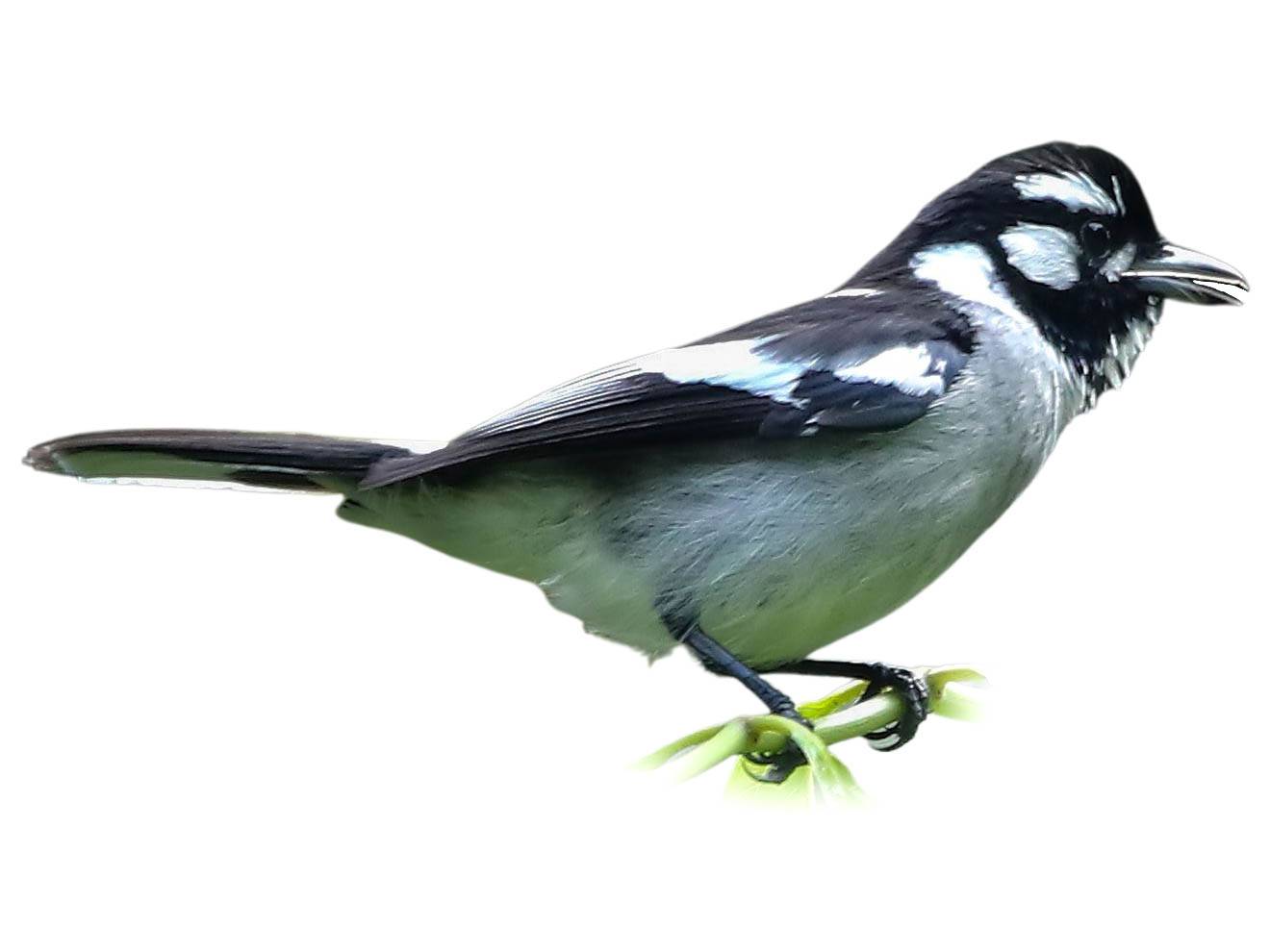 White-eared Monarch (Carterornis leucotis) identification - Birda