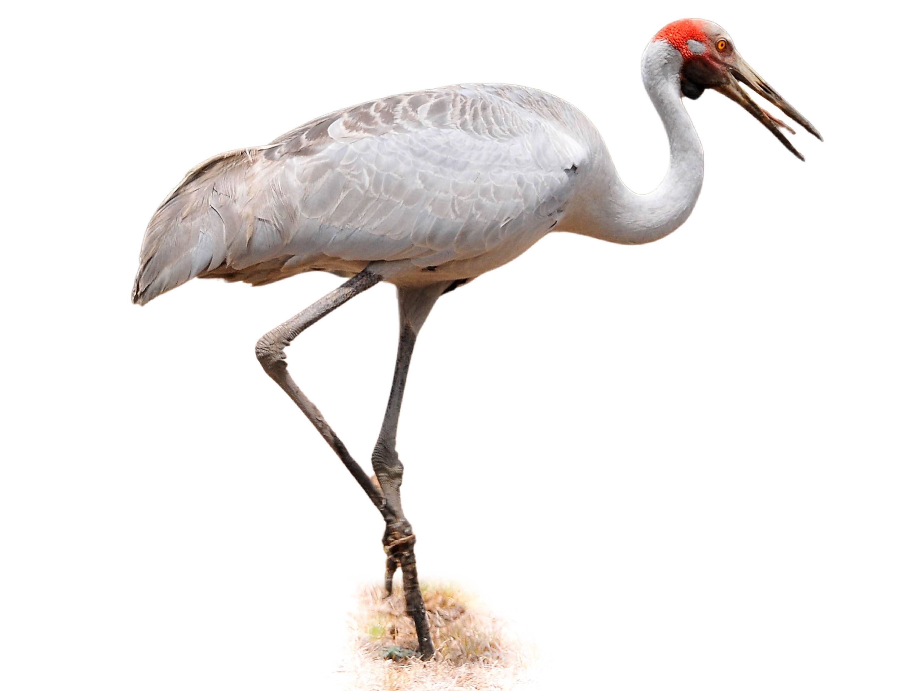 Brolga (Antigone rubicunda) identification - Birda