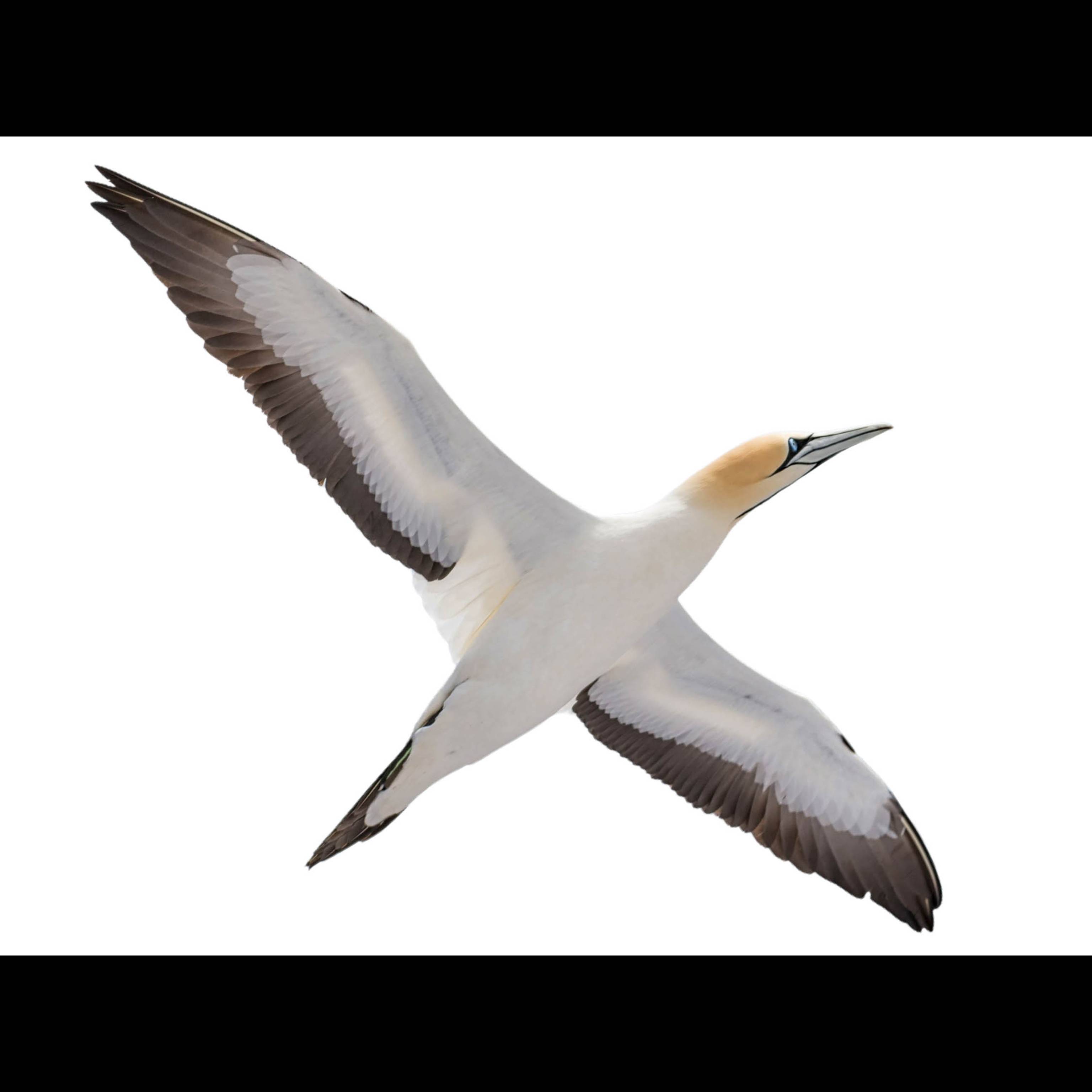 Cape Gannet Morus Capensis Species Guide Birda