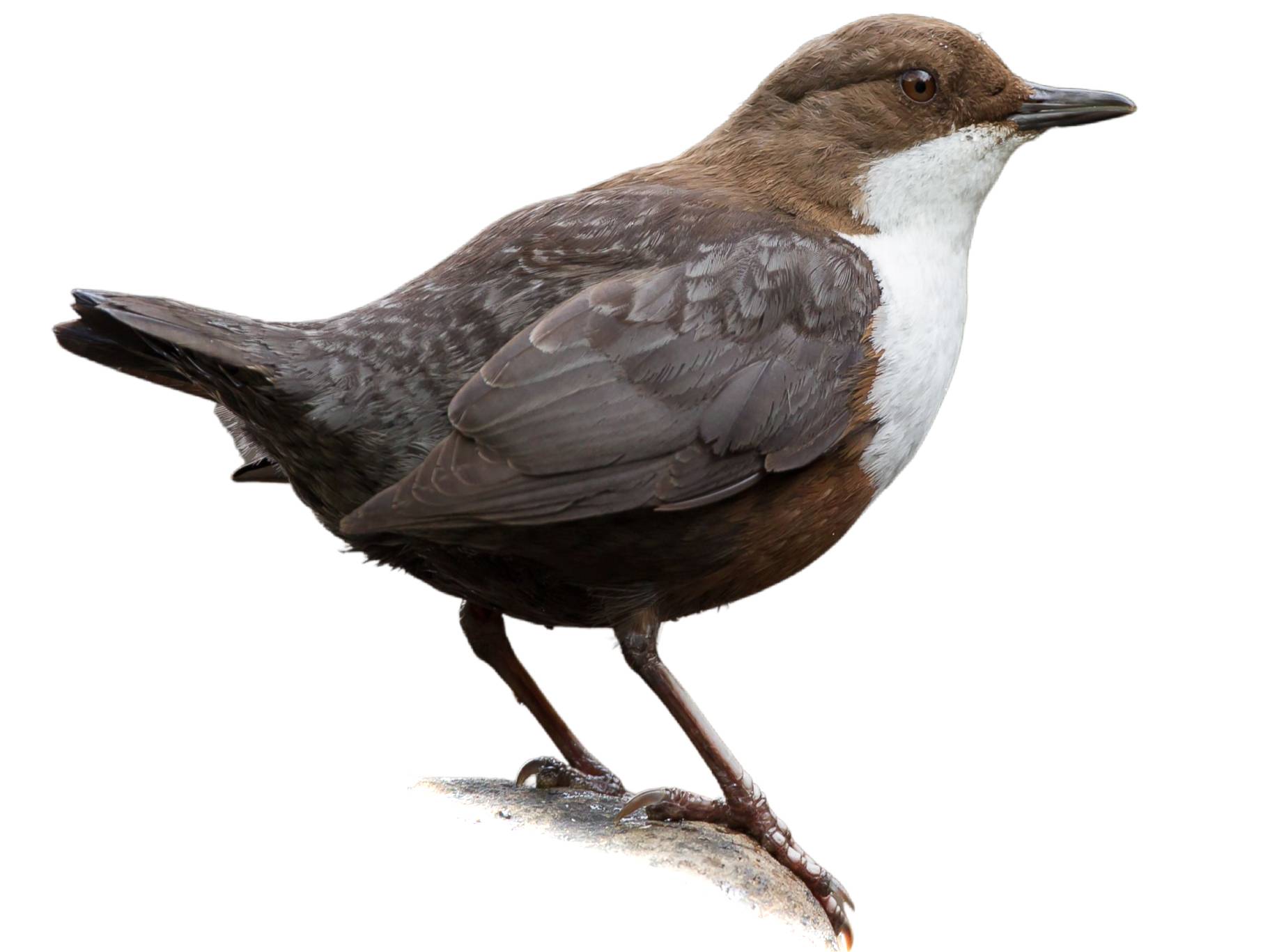White-throated Dipper (Cinclus cinclus) identification - Birda