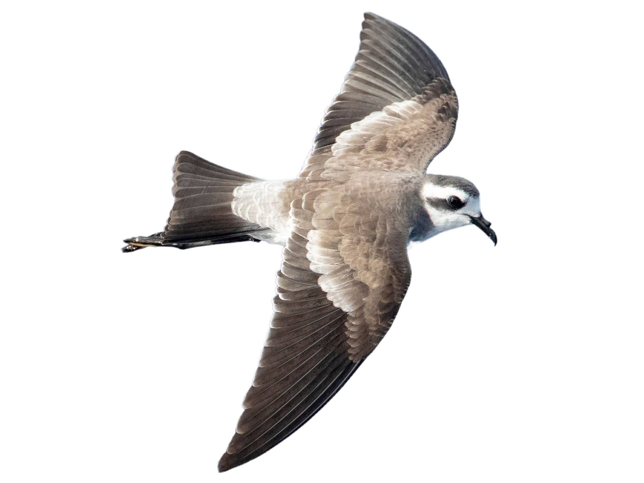 White-faced Storm Petrel (Pelagodroma marina) identification - Birda