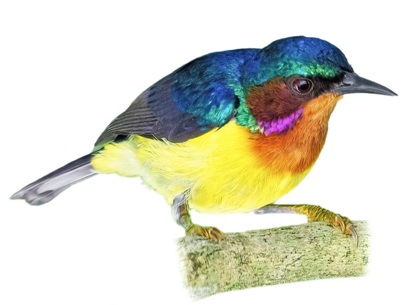 Ruby-cheeked Sunbird (Chalcoparia singalensis) identification - Birda