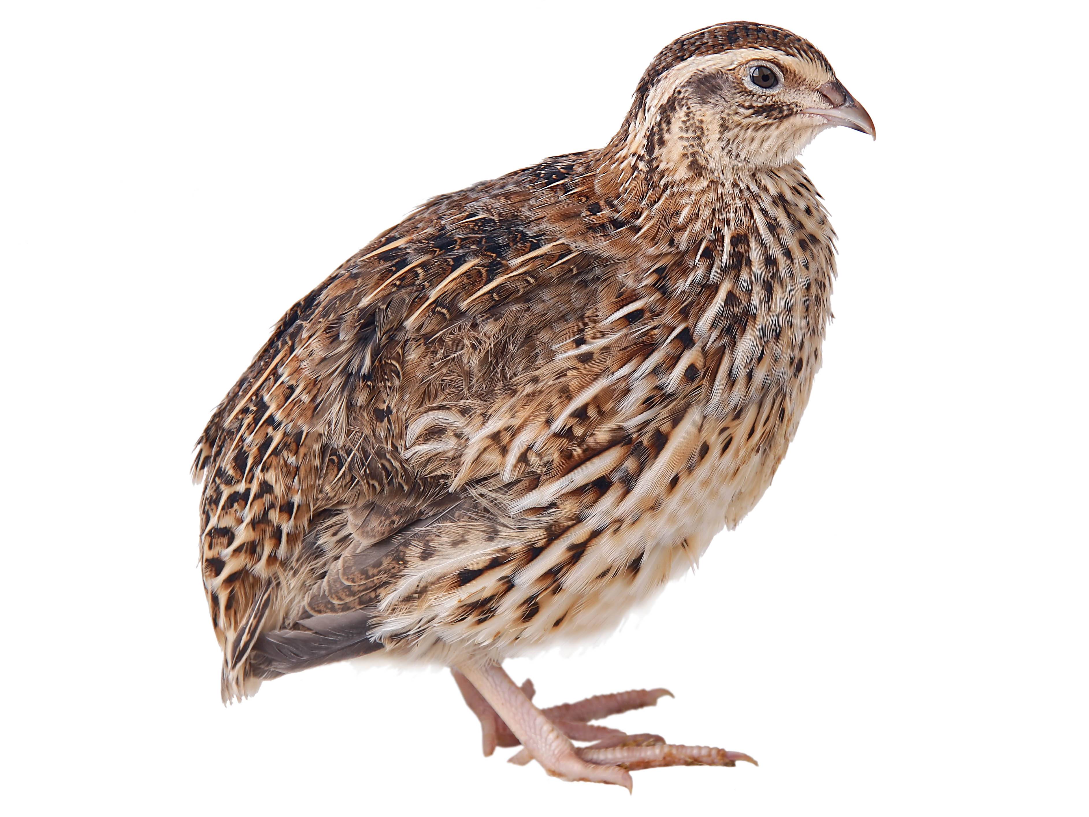 Japanese Quail (Coturnix japonica) identification - Birda