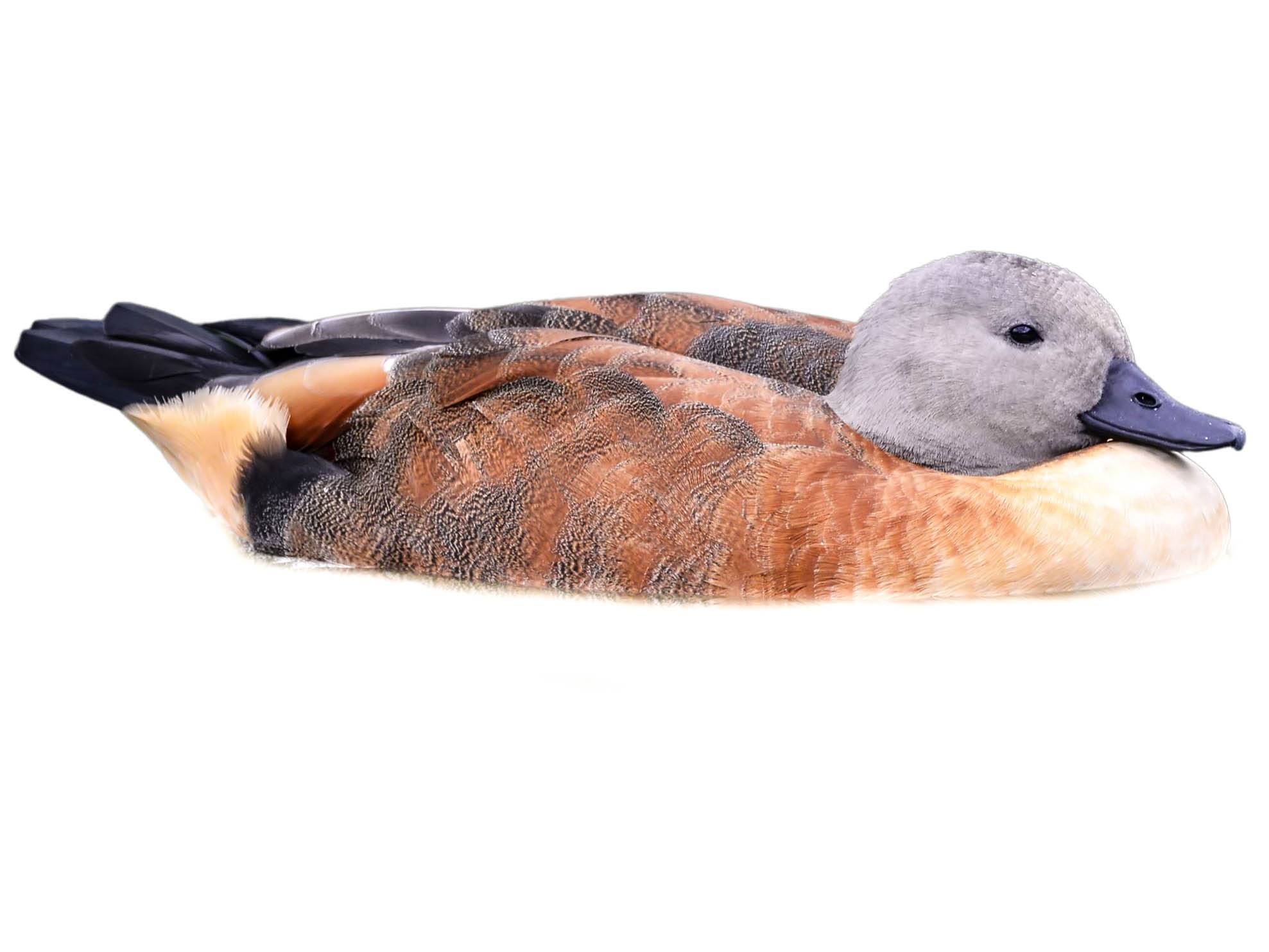 South African Shelduck (Tadorna cana) identification - Birda