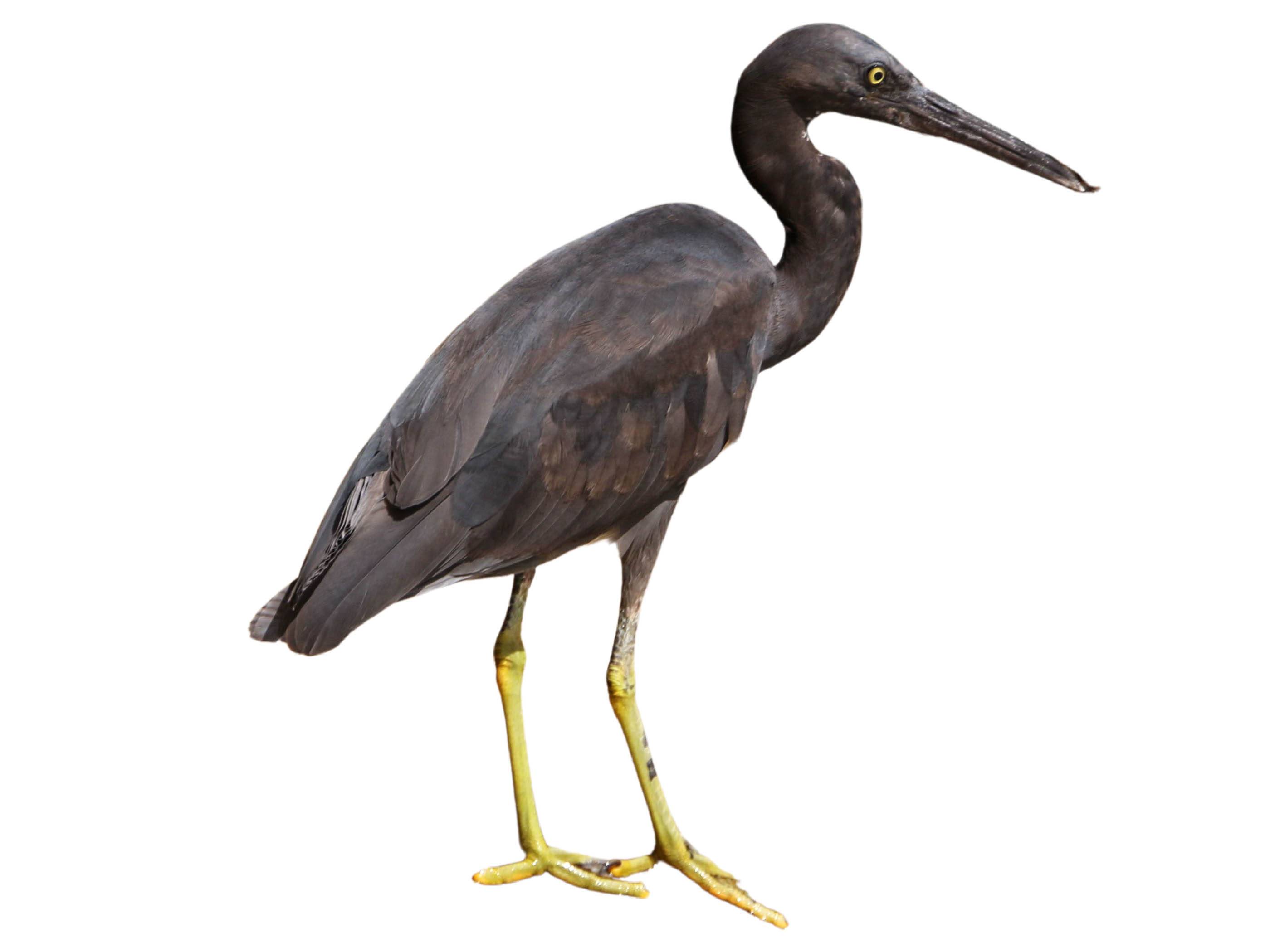 Pacific Reef Heron (Egretta sacra) identification - Birda