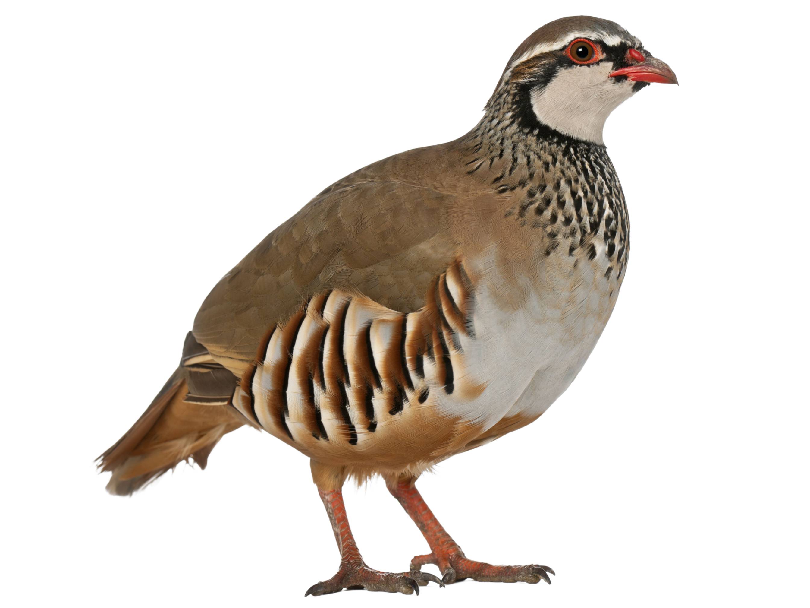 Red-legged Partridge (Alectoris rufa) identification - Birda