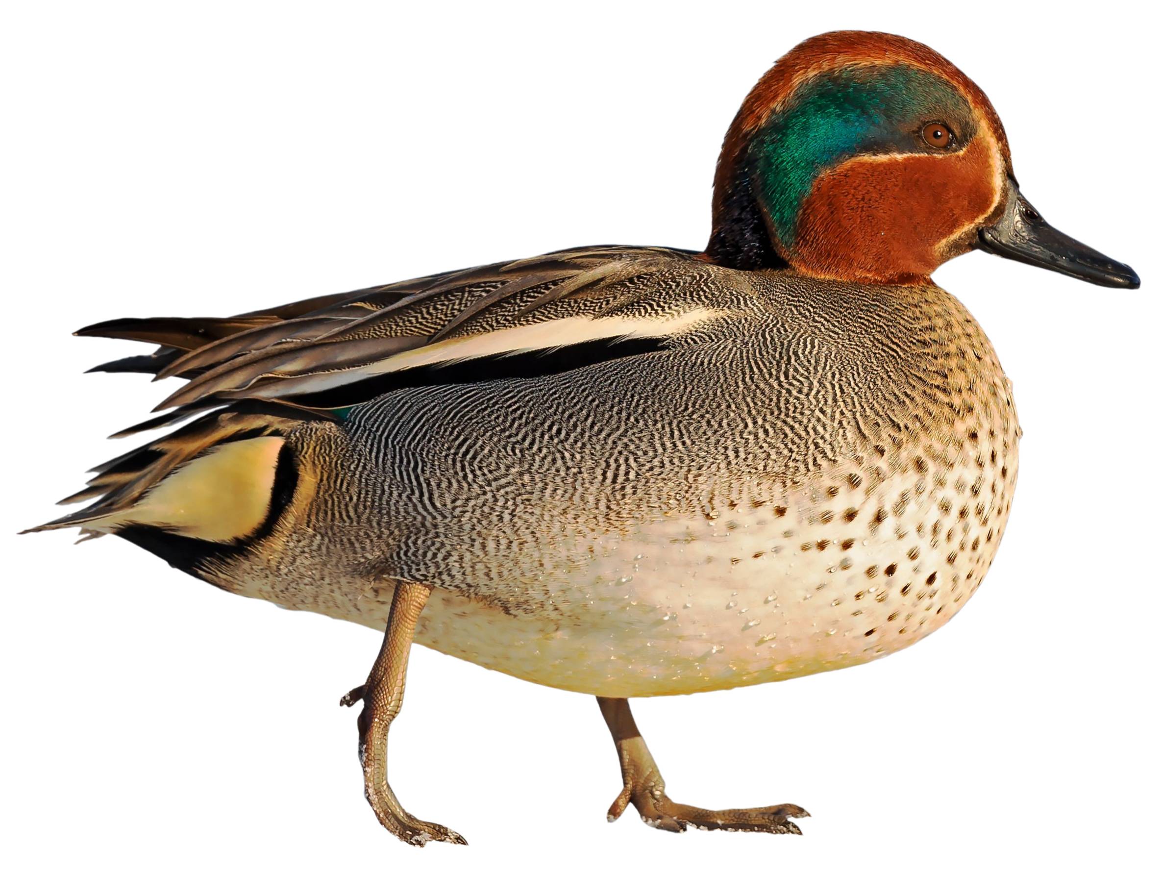 Green-winged Teal (Anas crecca) identification - Birda