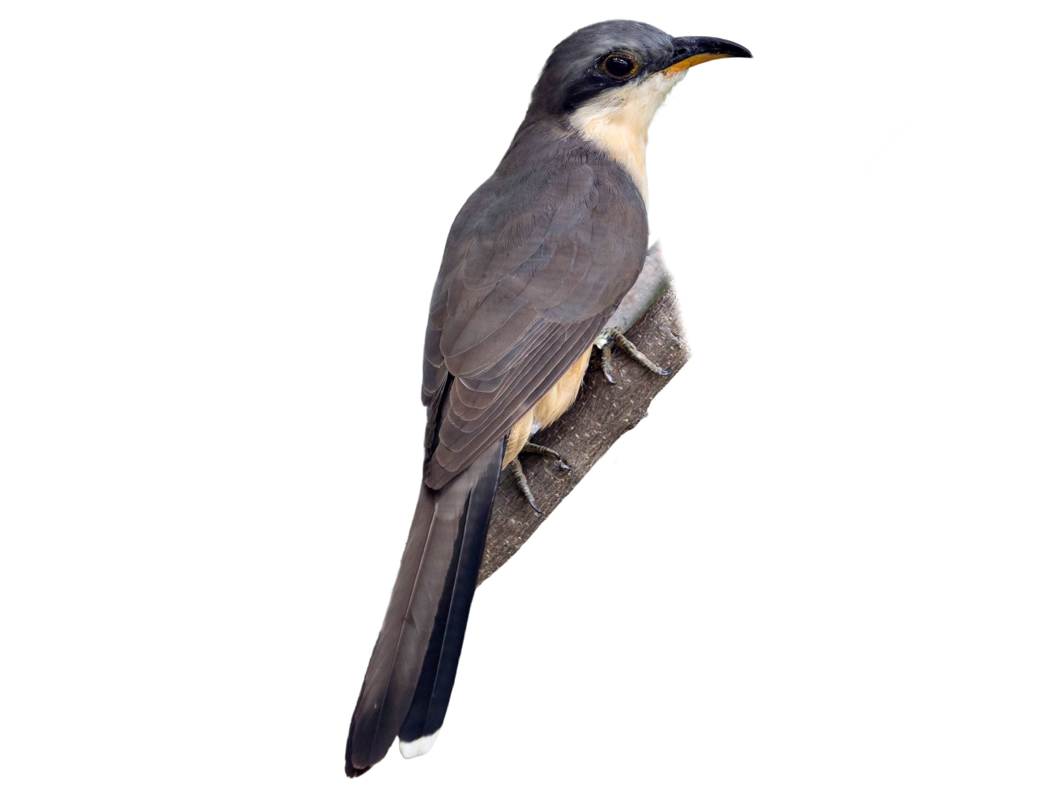Mangrove Cuckoo (Coccyzus minor) identification - Birda