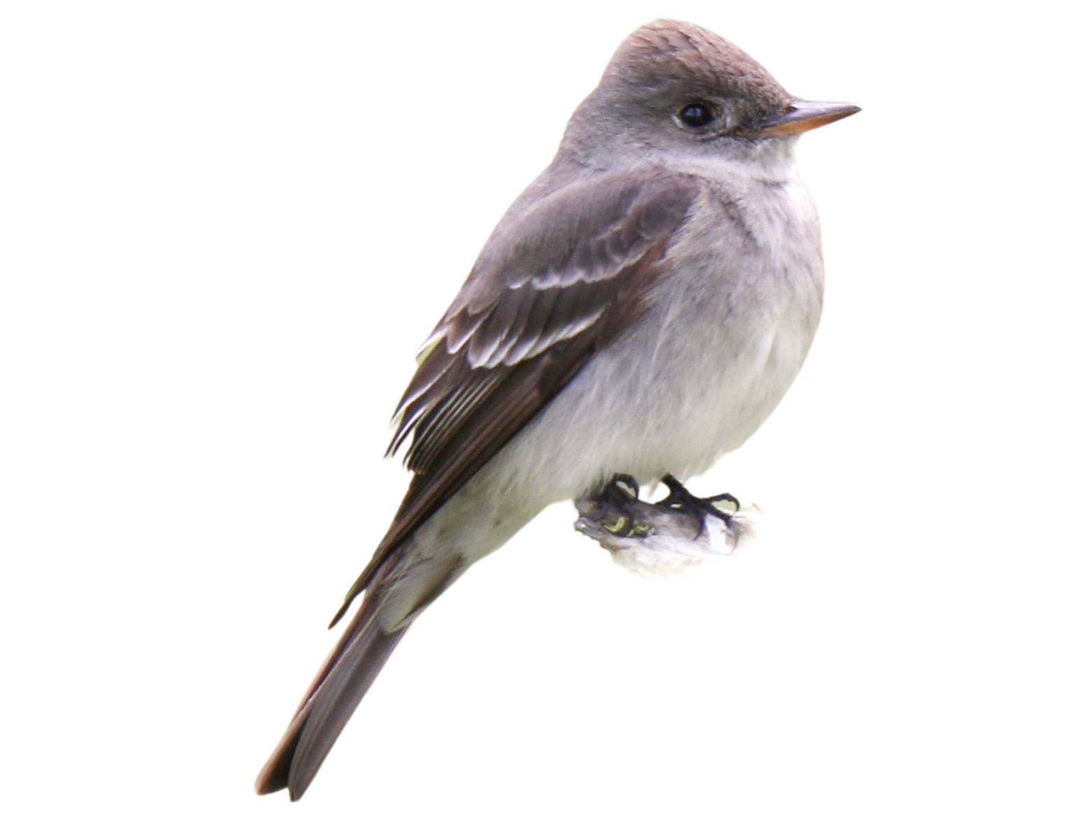 Western Wood Pewee (Contopus sordidulus) identification - Birda