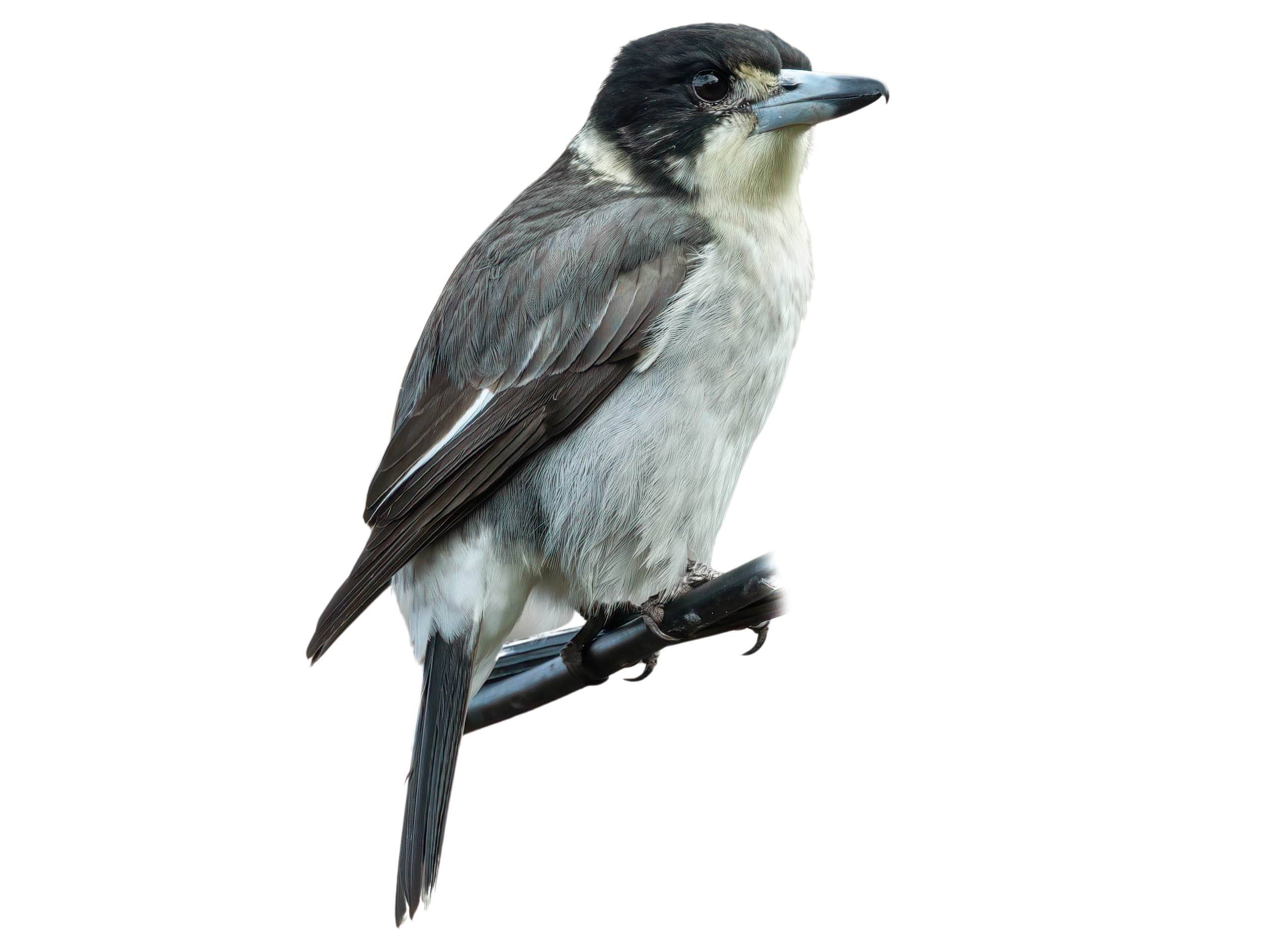 Grey Butcherbird (Cracticus torquatus) identification - Birda