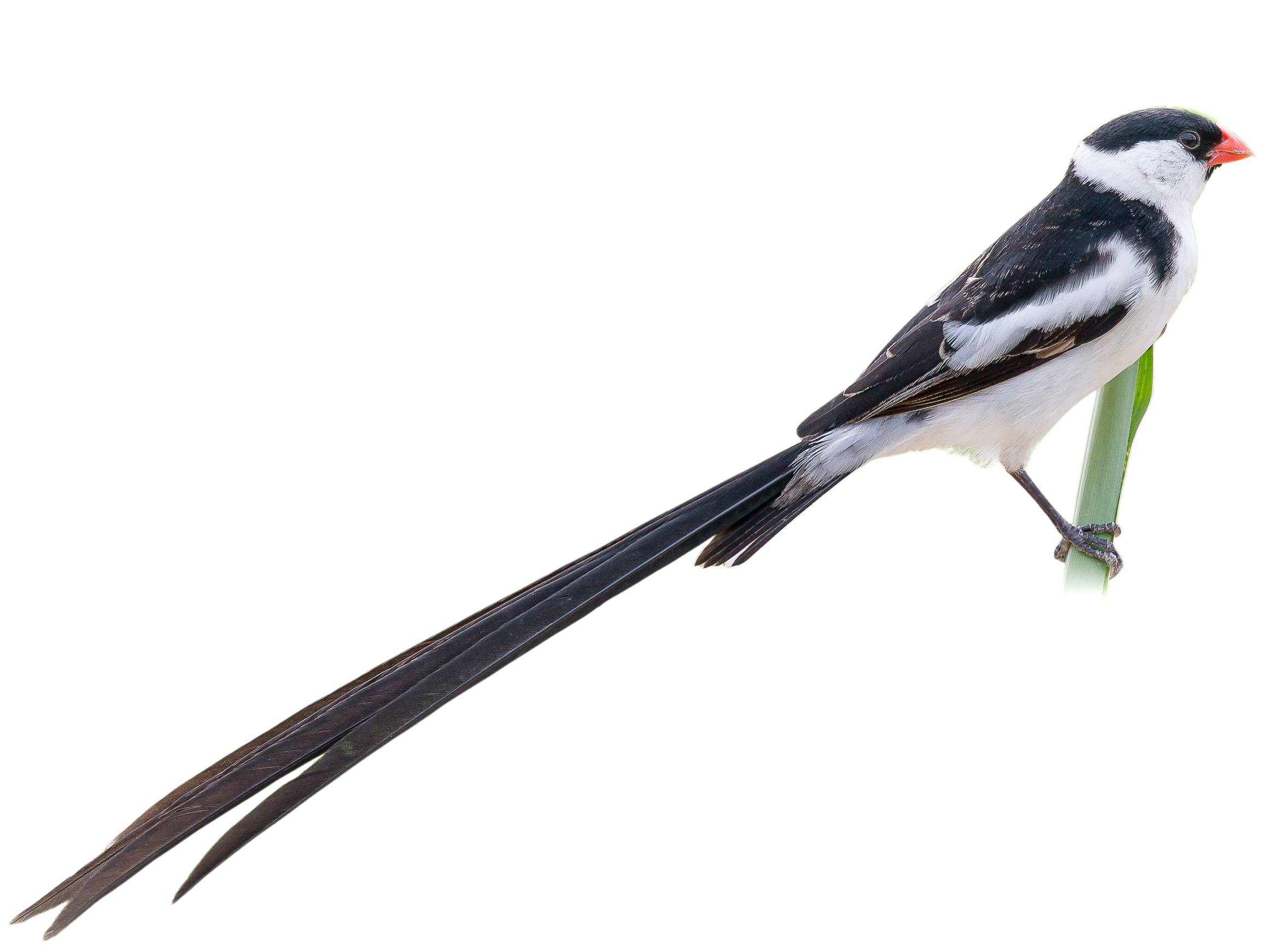 Pin-tailed Whydah (Vidua macroura) identification - Birda