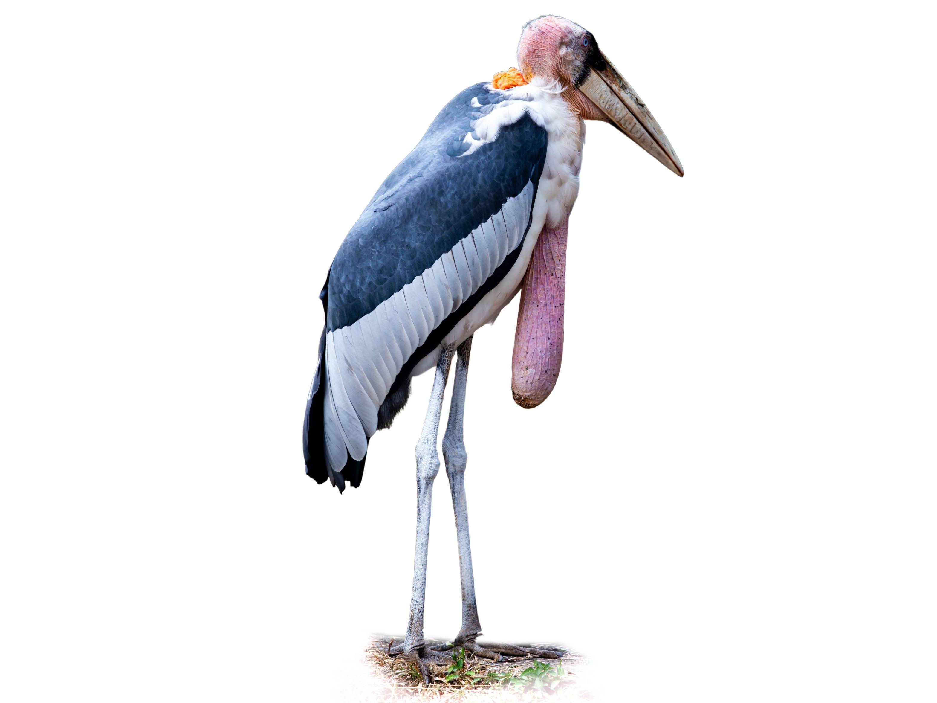Greater Adjutant (Leptoptilos dubius) identification - Birda