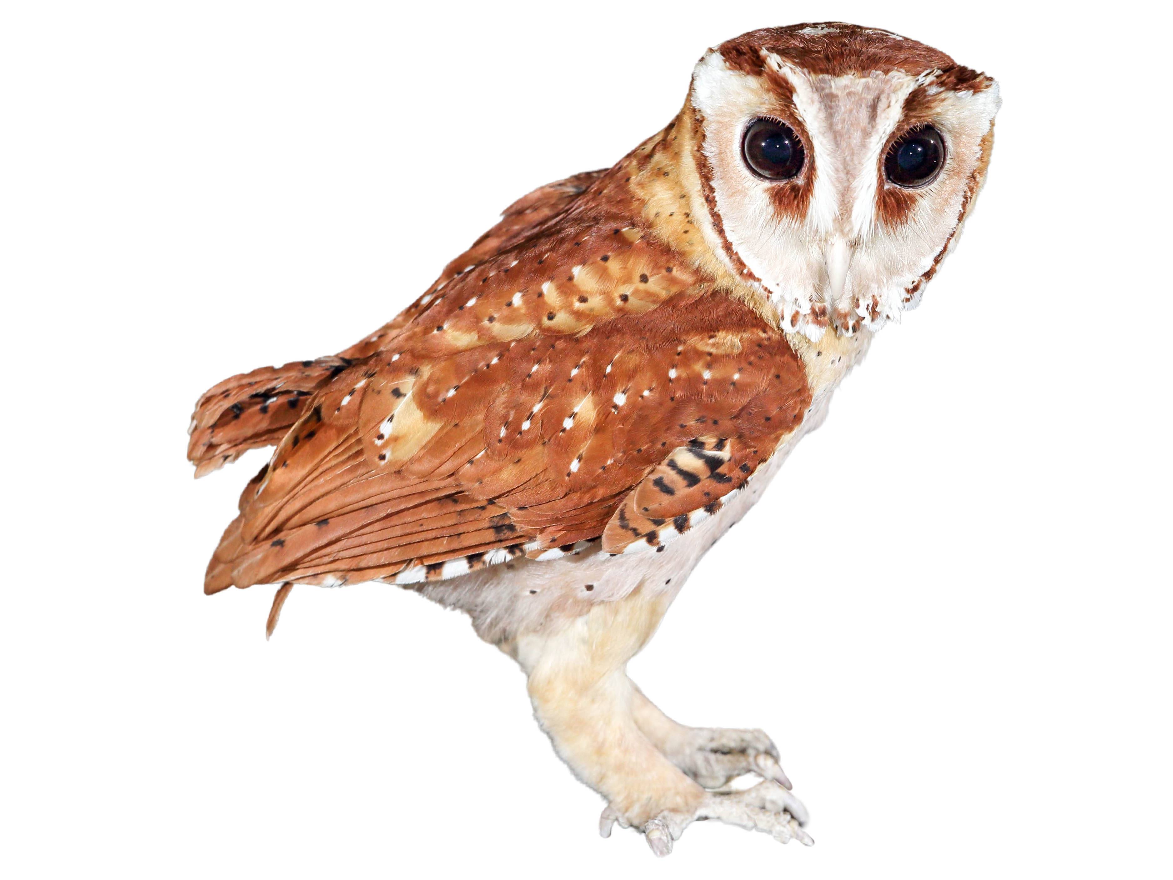 Oriental Bay Owl (Phodilus badius) identification - Birda