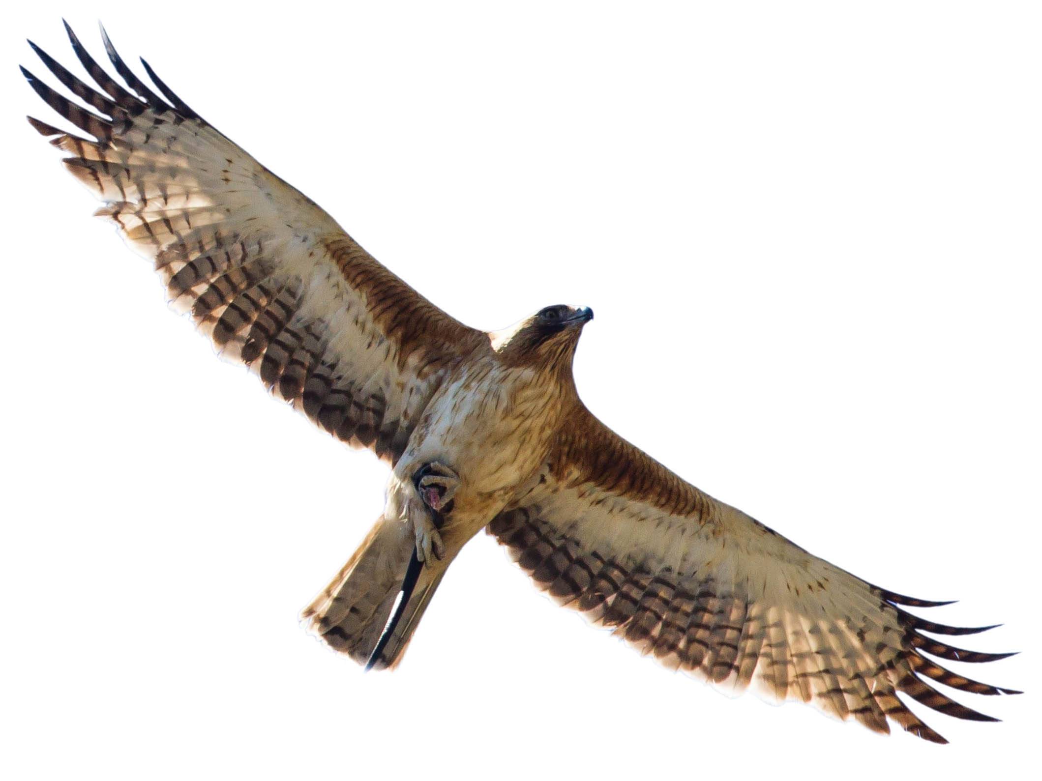 Little Eagle (Hieraaetus morphnoides) identification - Birda