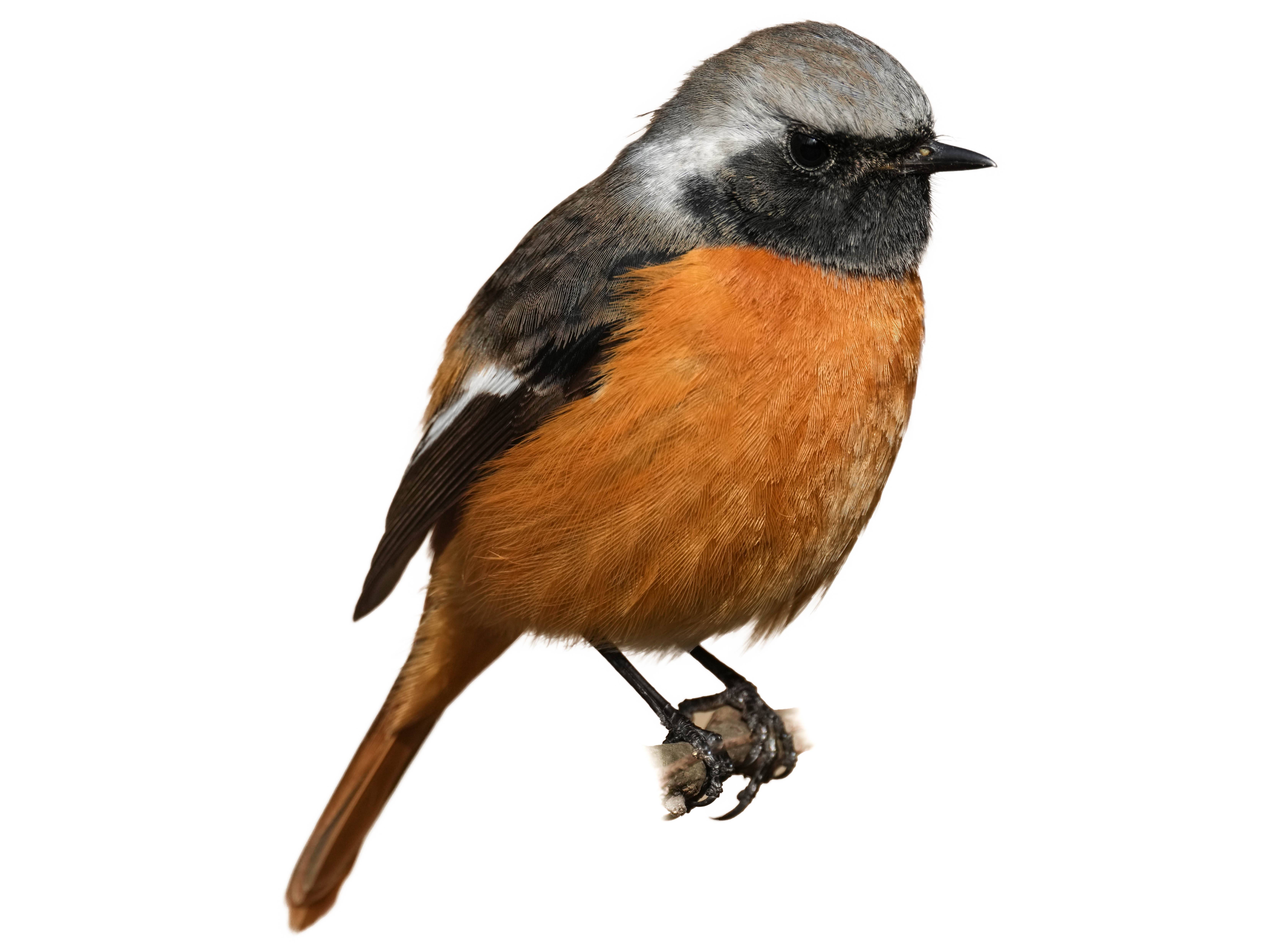 Daurian Redstart (Phoenicurus auroreus) identification - Birda