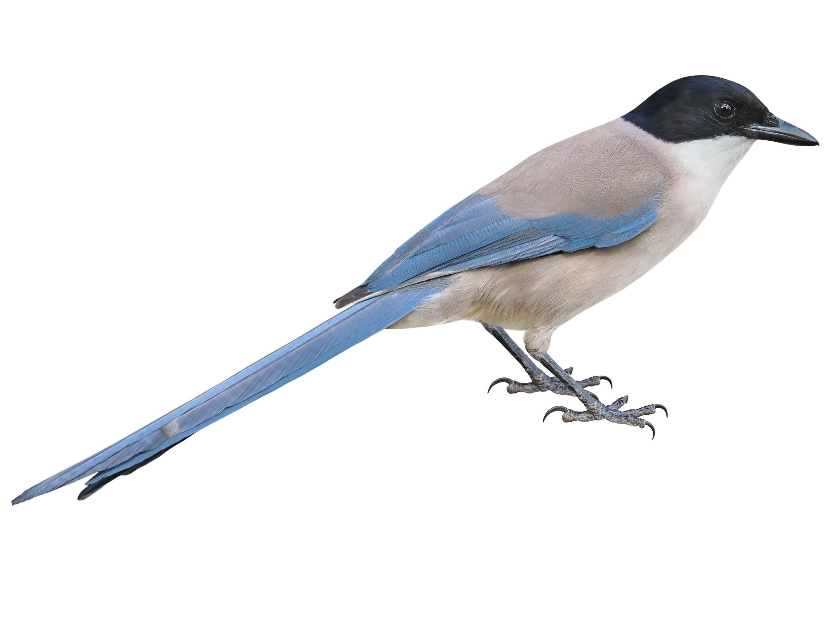 Azure-winged Magpie (Cyanopica cyanus) identification - Birda