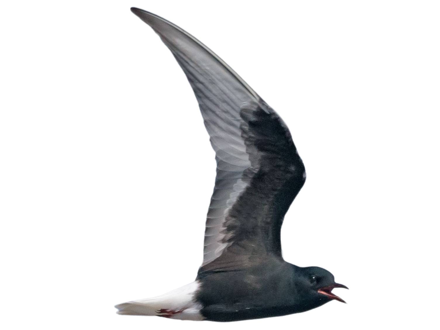 White-winged Tern (Chlidonias leucopterus) identification - Birda