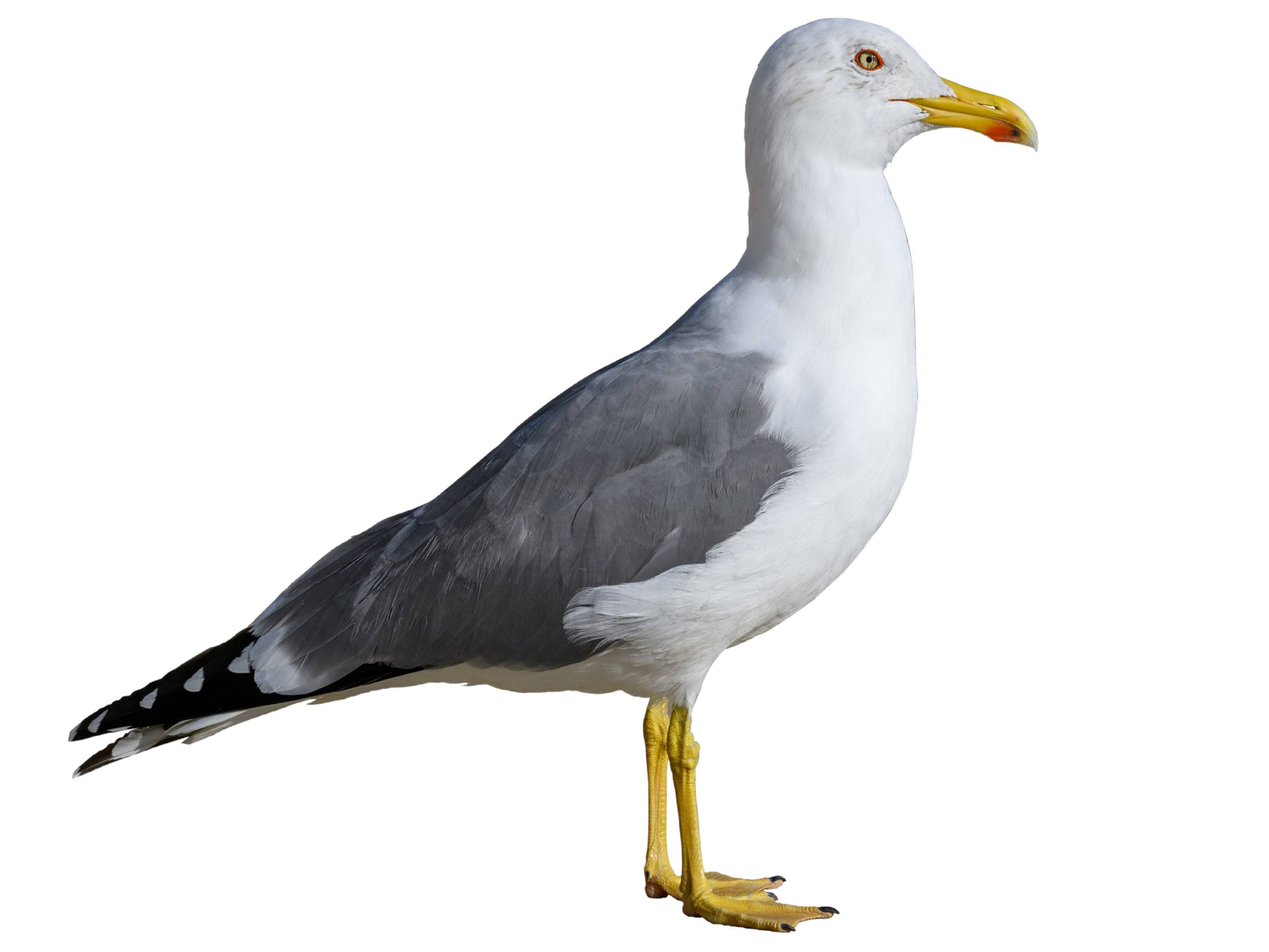 Yellow-legged Gull (Larus michahellis) identification - Birda
