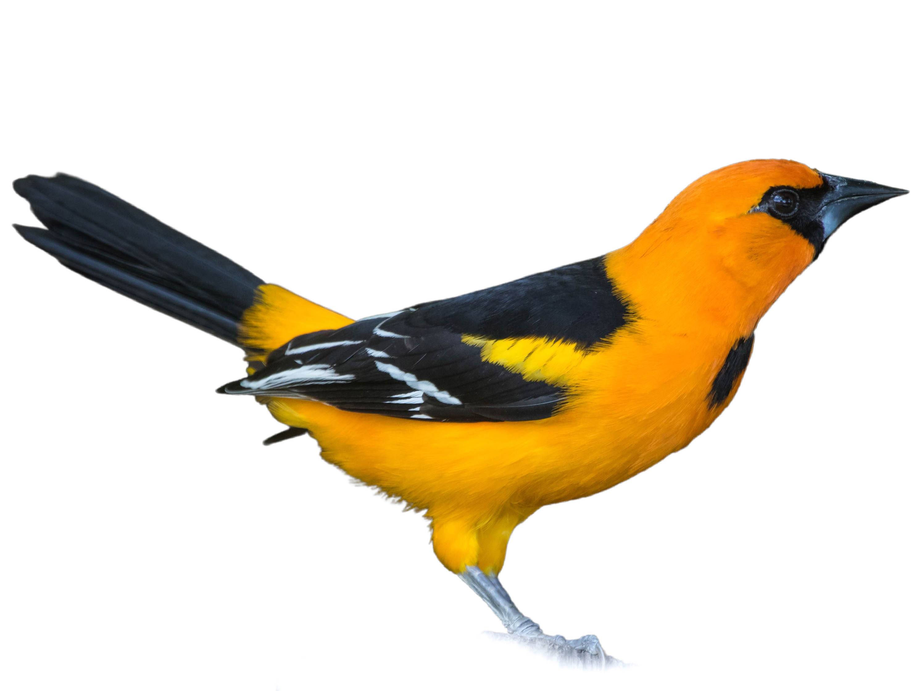 Altamira Oriole (Icterus gularis) identification - Birda