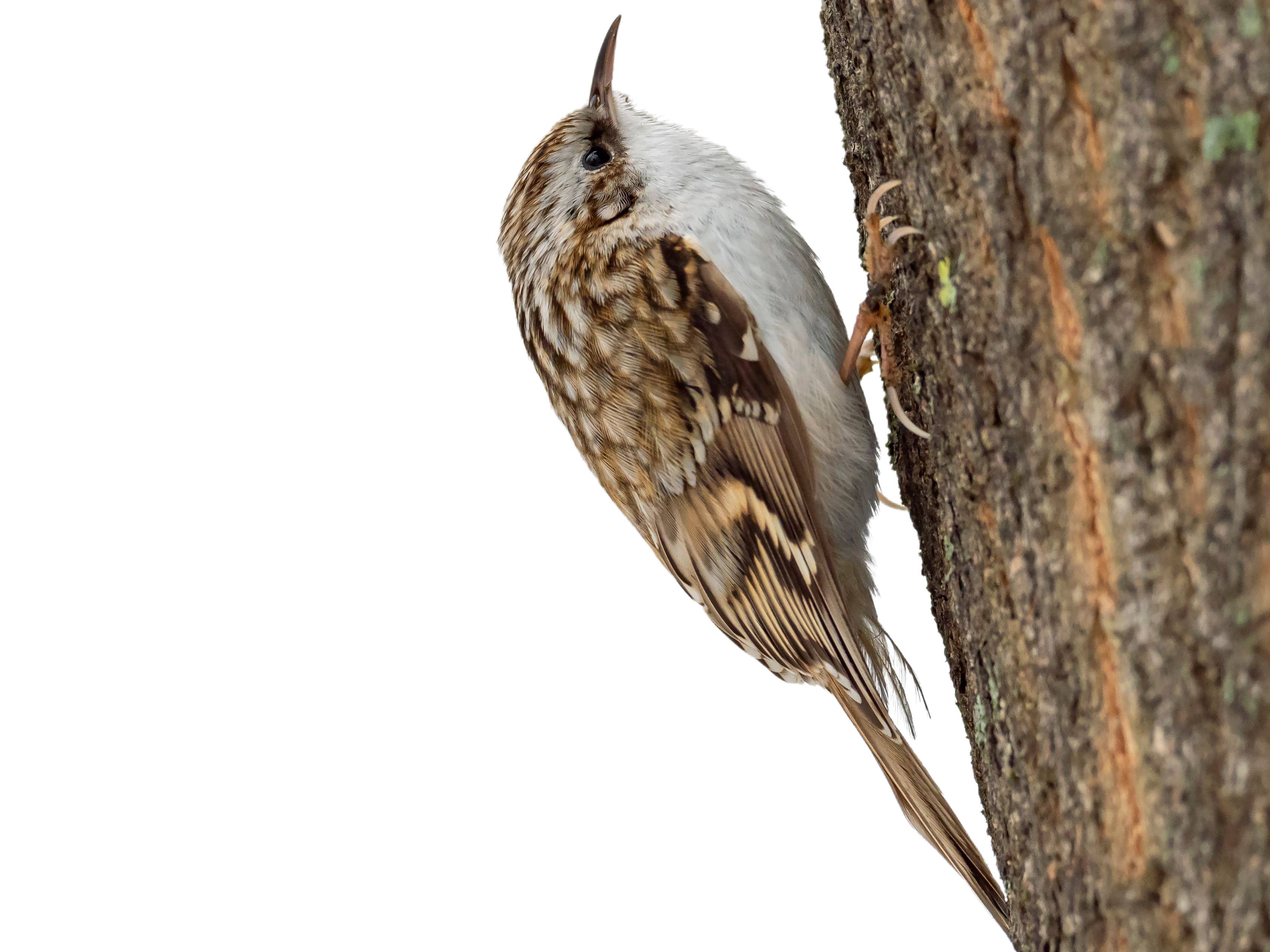 Eurasian Treecreeper (Certhia familiaris) identification - Birda
