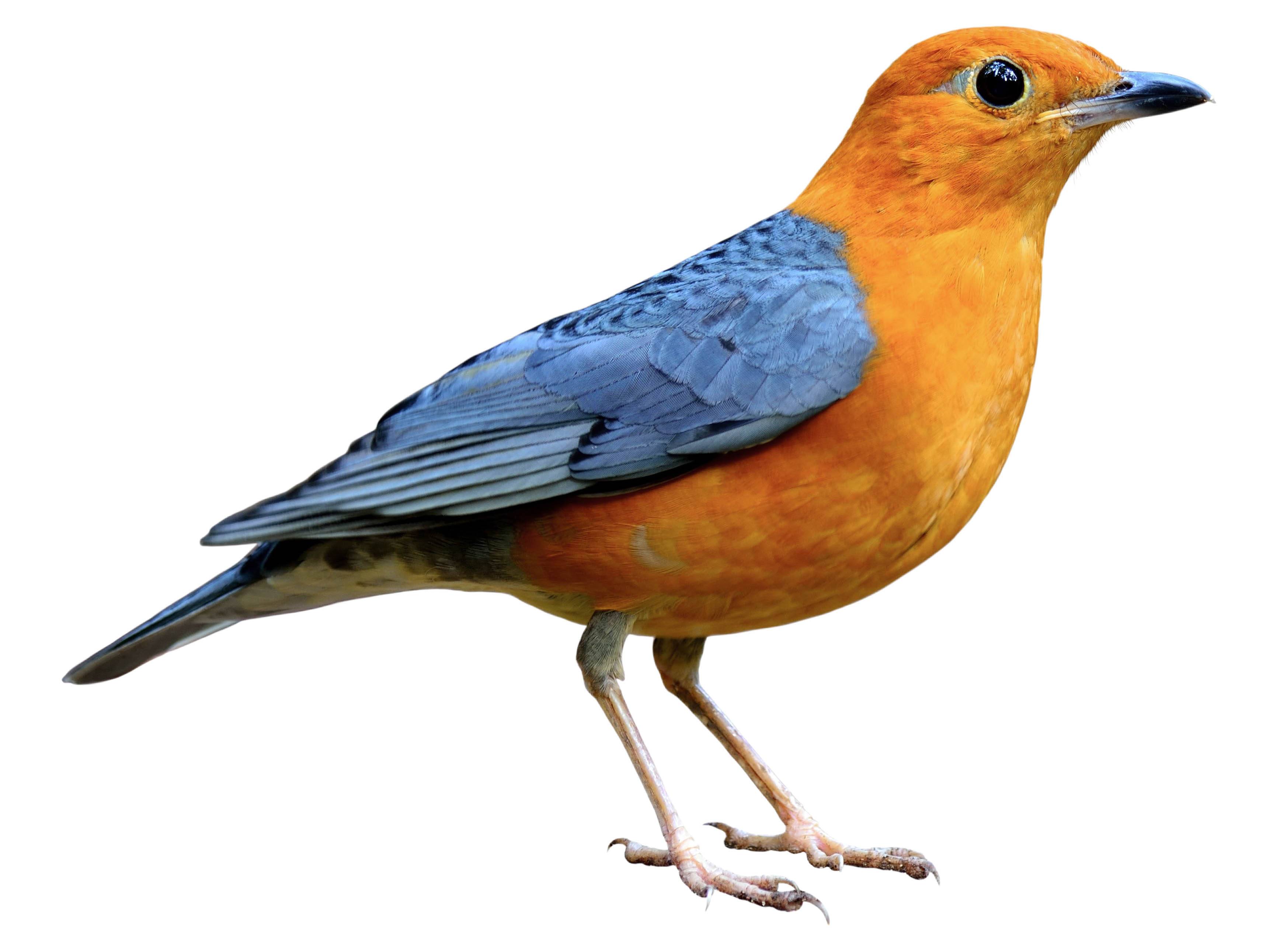 Orange-headed Thrush (Geokichla citrina) identification - Birda