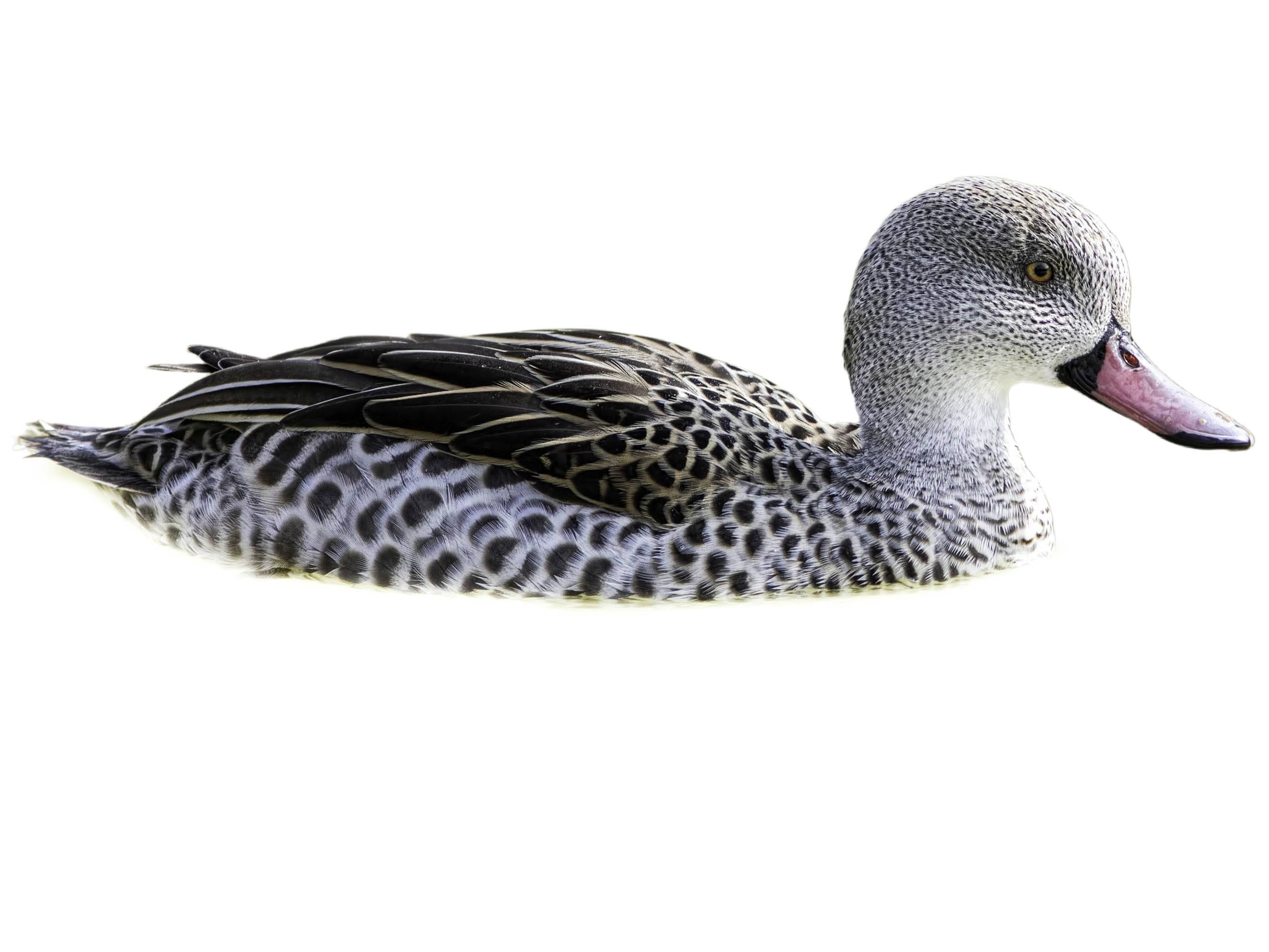 Cape Teal (Anas capensis) identification - Birda