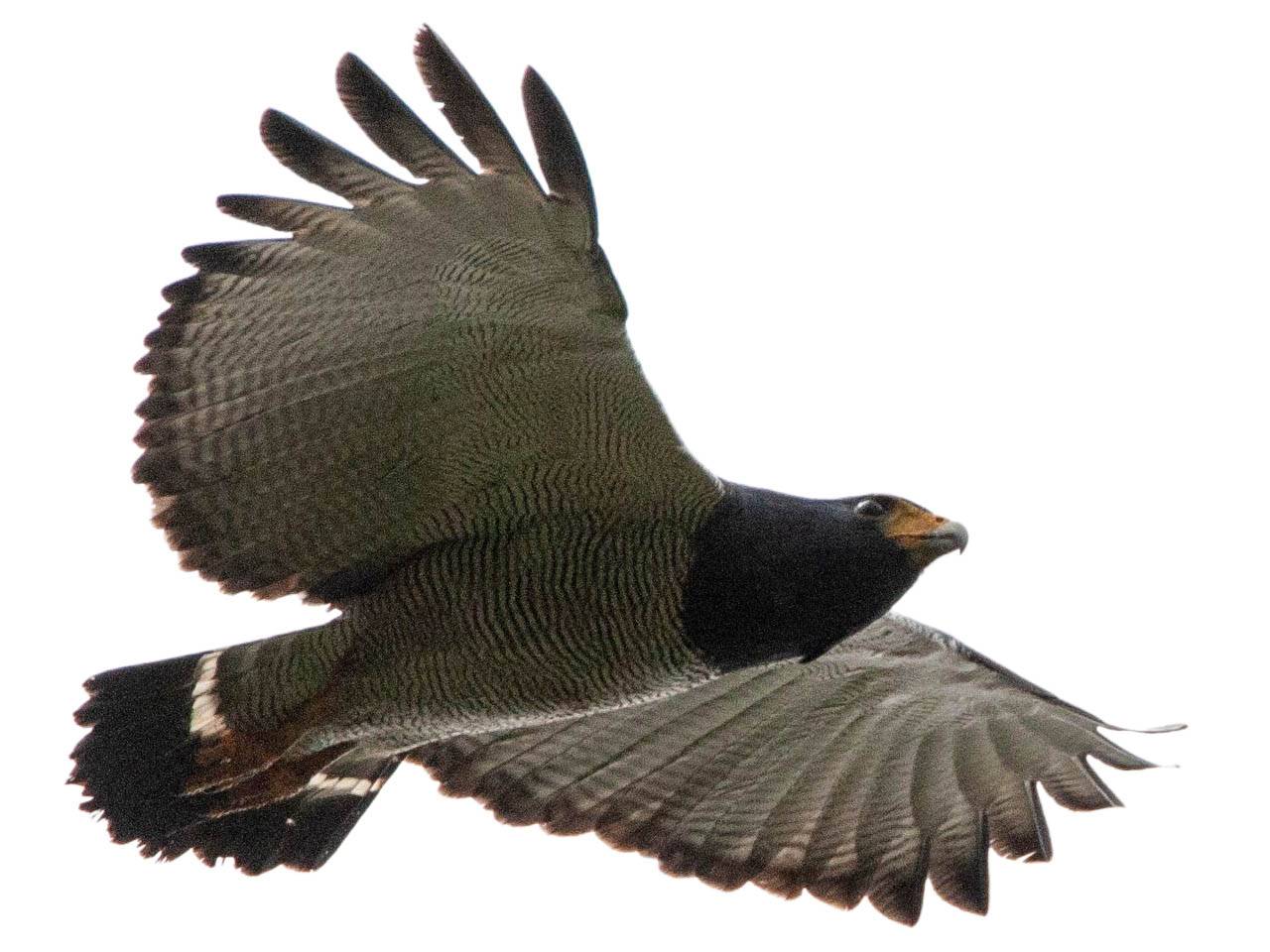 Barred Hawk (Morphnarchus princeps) identification - Birda