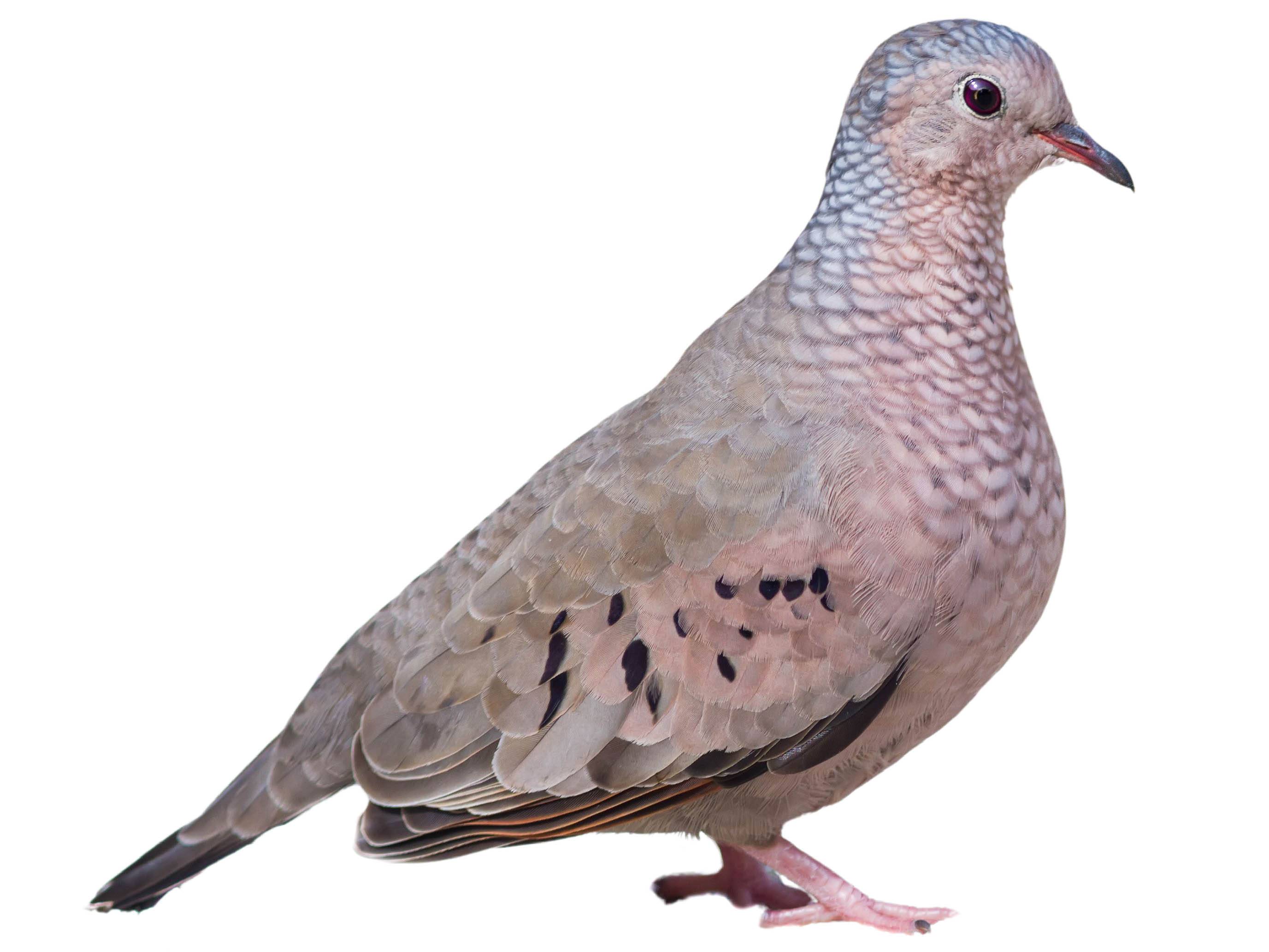 Common Ground Dove (Columbina passerina) identification - Birda