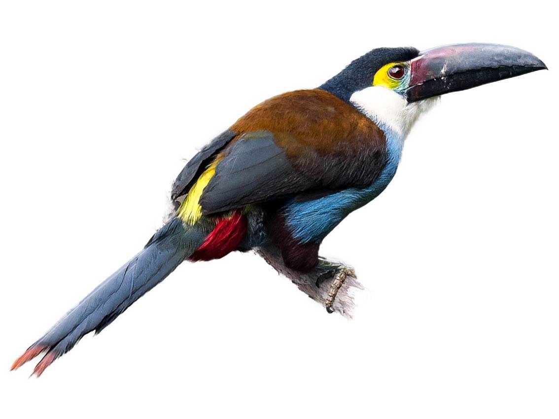 Black-billed Mountain Toucan (Andigena nigrirostris) identification - Birda