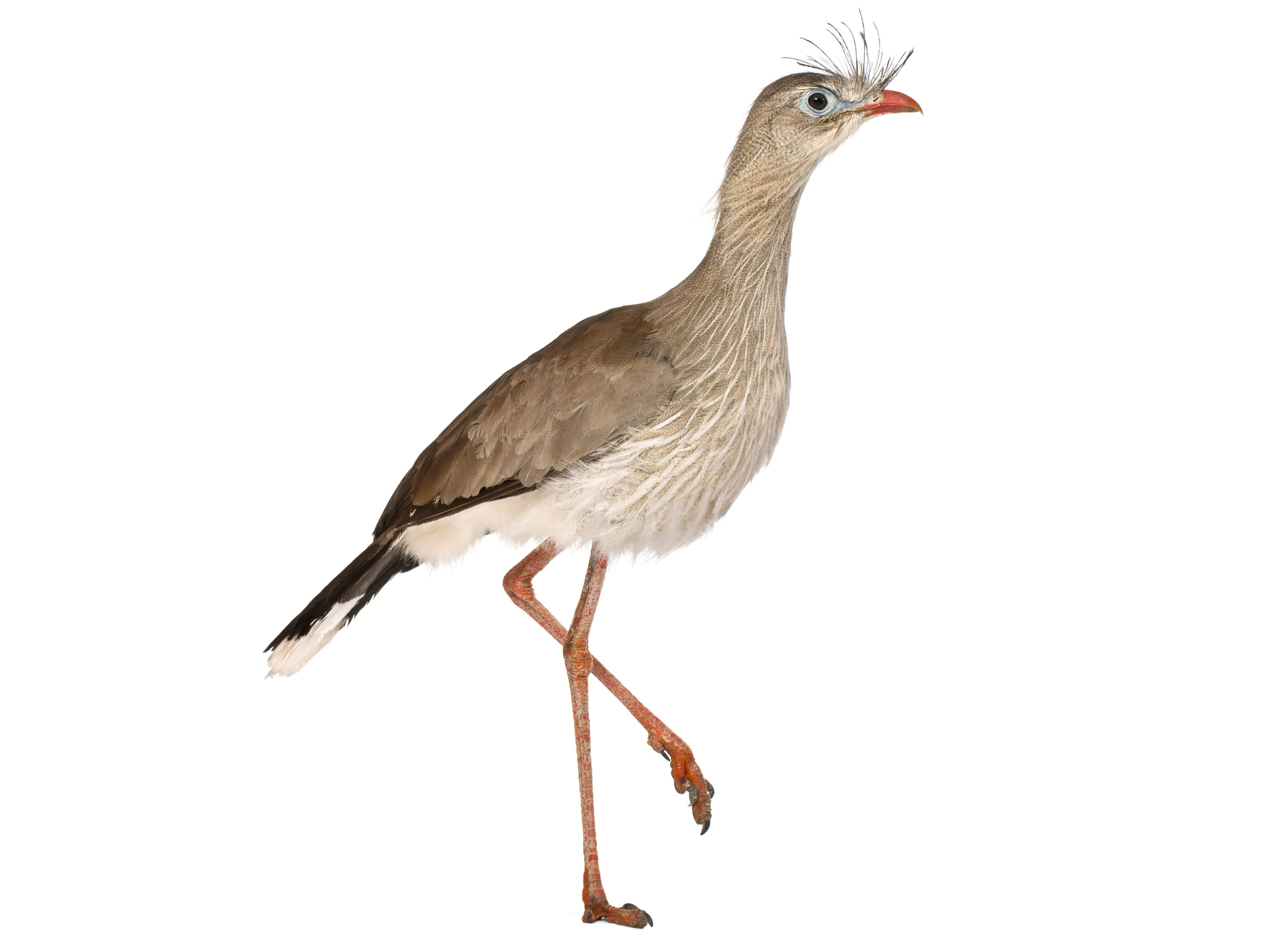 Red-legged Seriema (Cariama cristata) identification - Birda