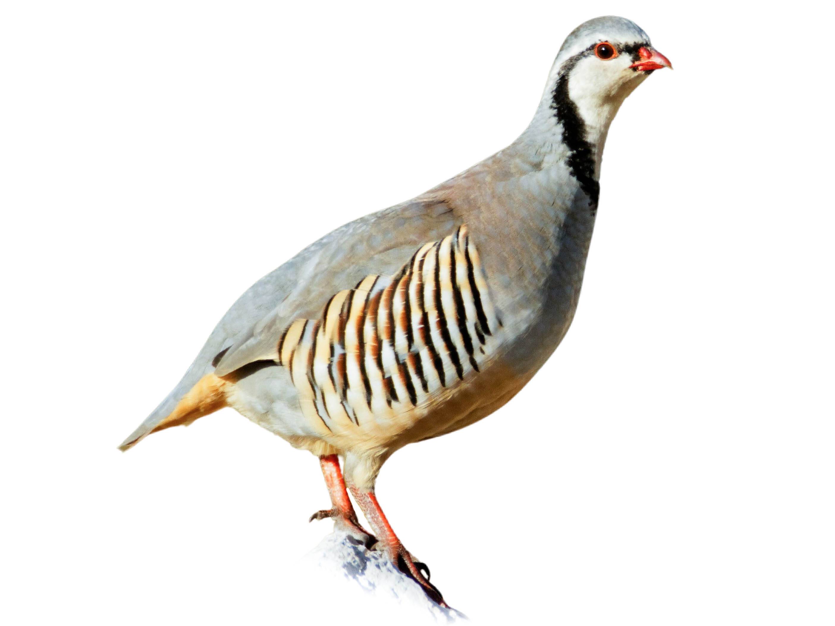 Rock Partridge (Alectoris graeca) identification - Birda