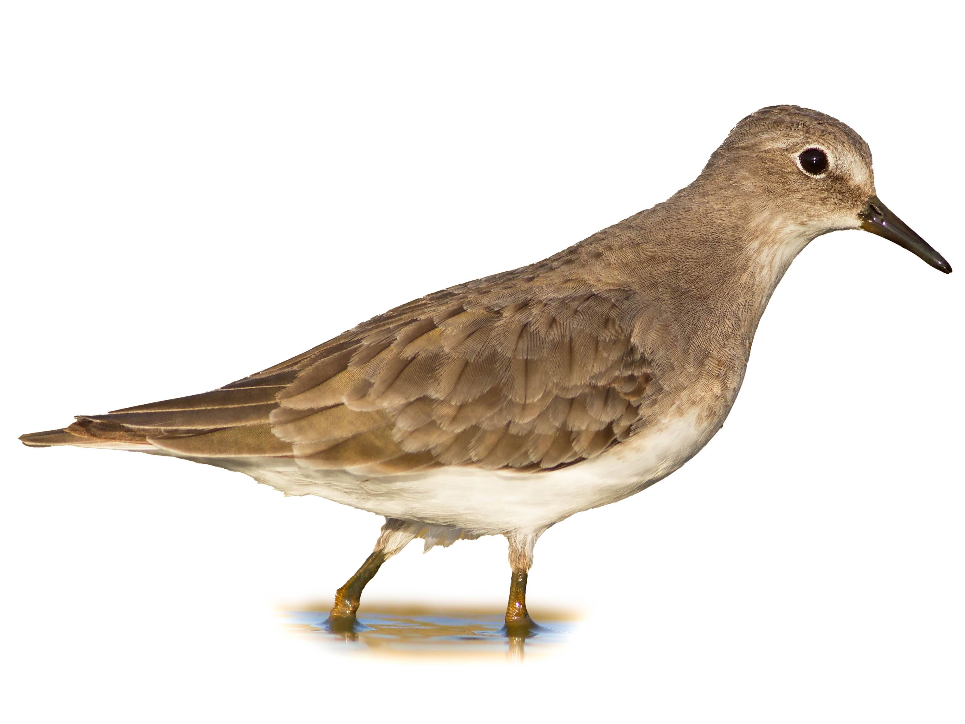 Temminck's Stint (Calidris temminckii) identification - Birda