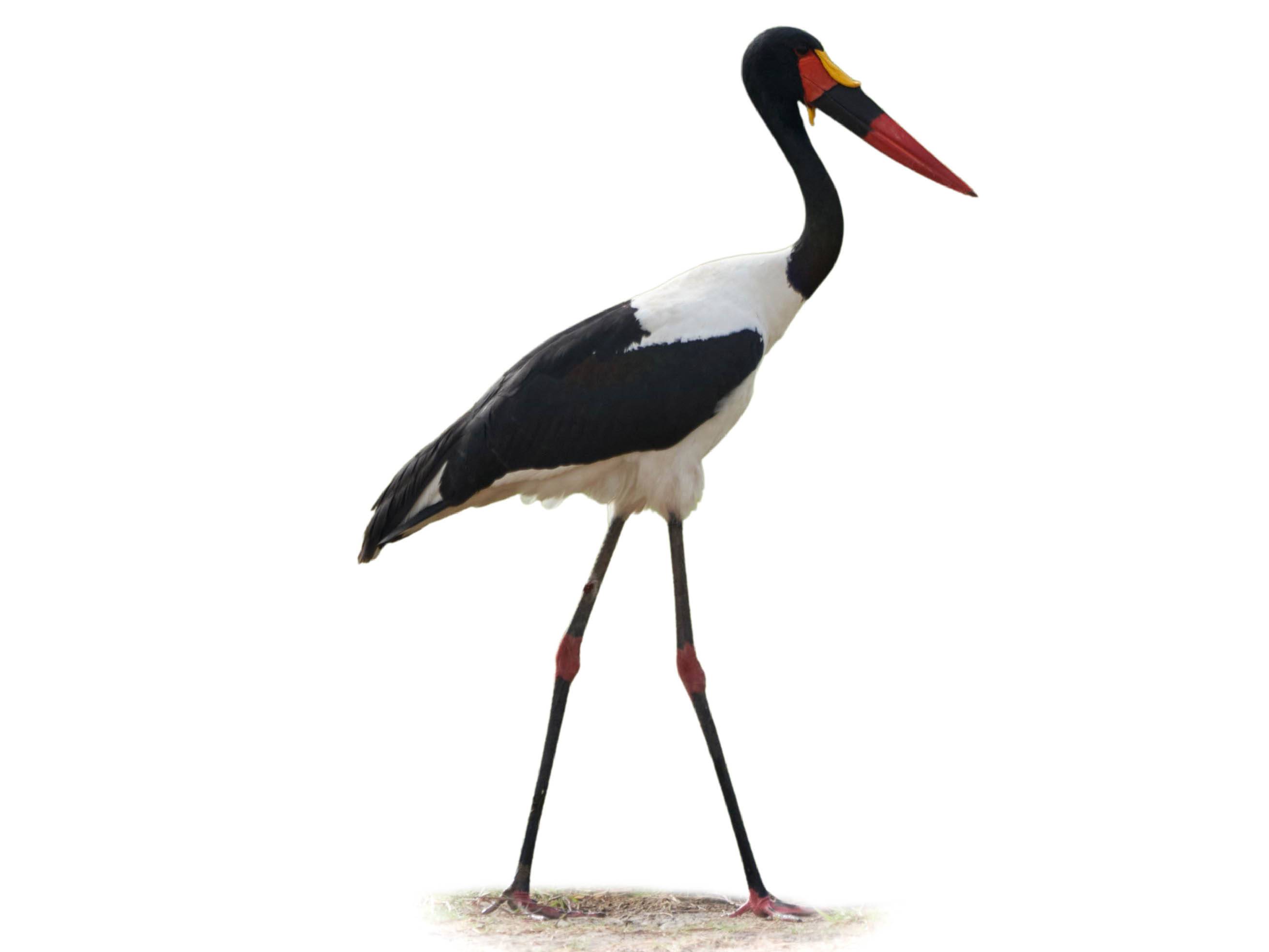 Saddle-billed Stork (Ephippiorhynchus senegalensis) identification - Birda