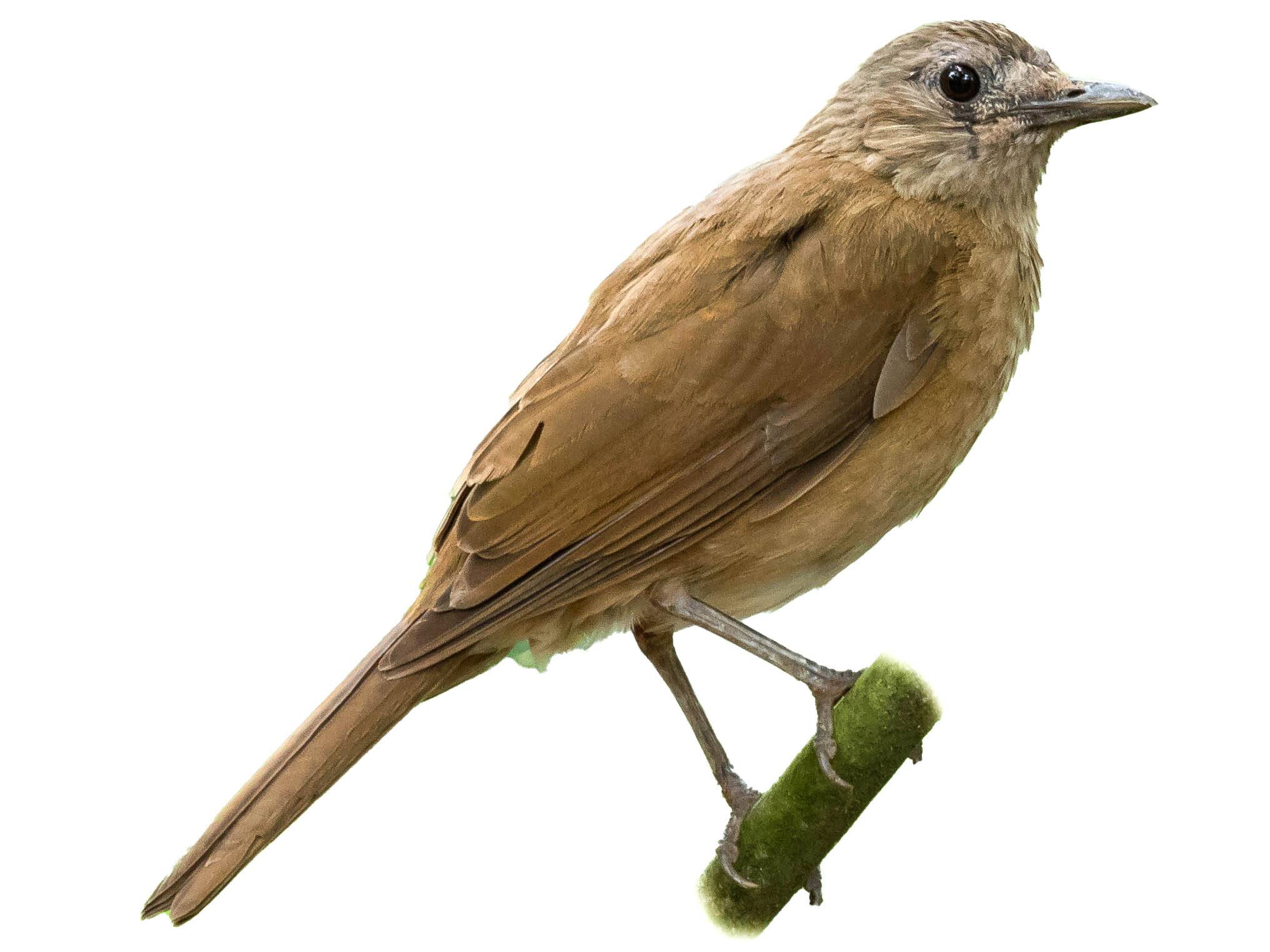 Cocoa Thrush (Turdus fumigatus) identification - Birda