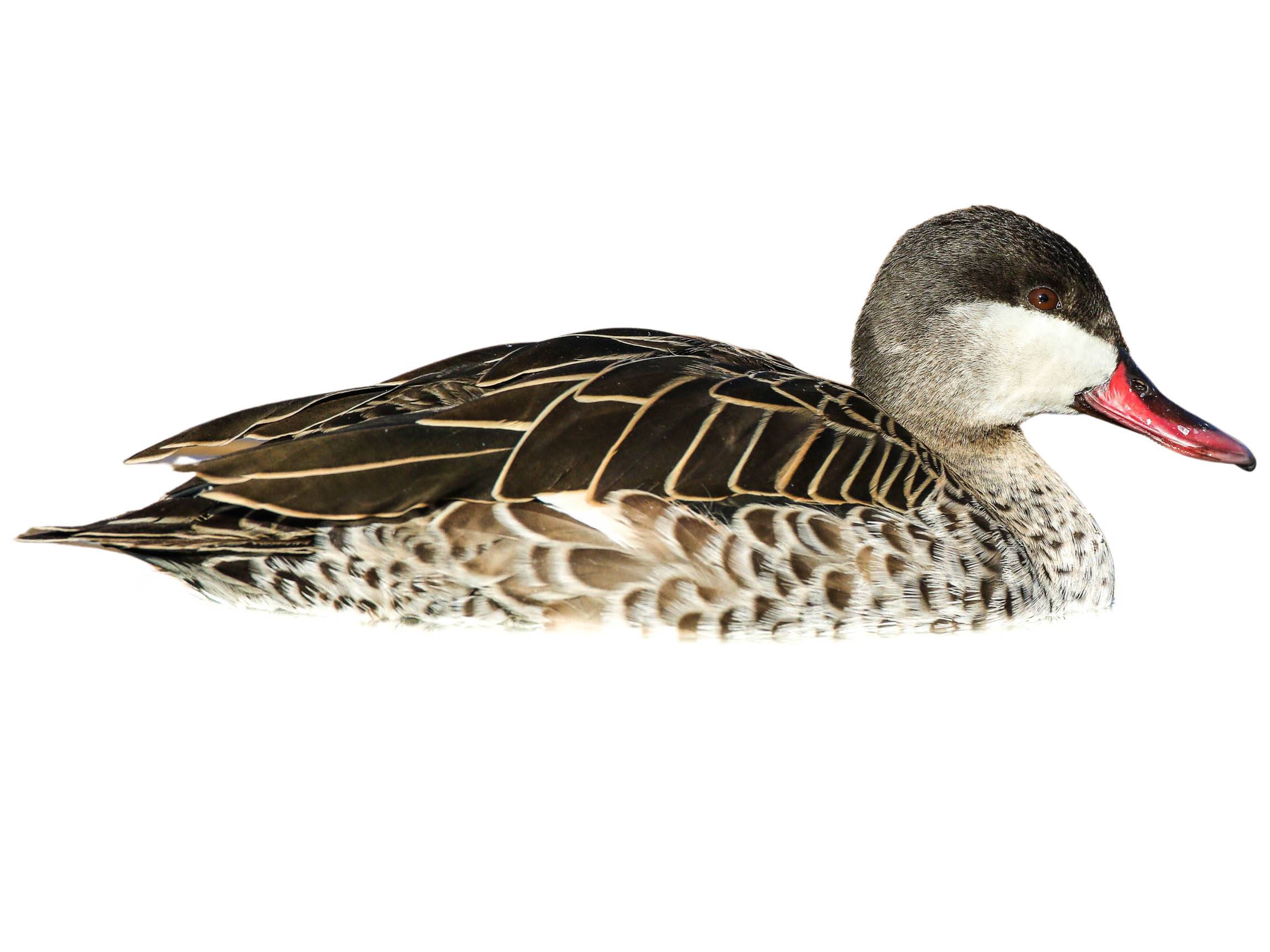 Red-billed Teal (Anas erythrorhyncha) identification - Birda
