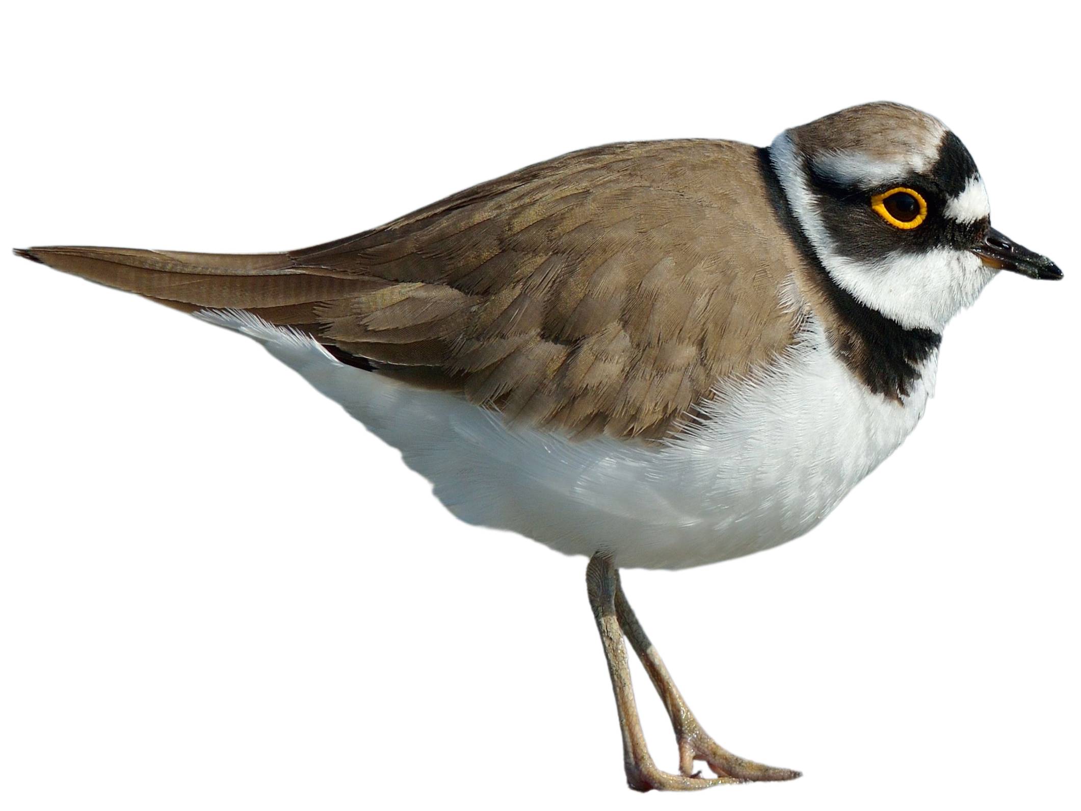 Little Ringed Plover (Charadrius dubius) identification - Birda